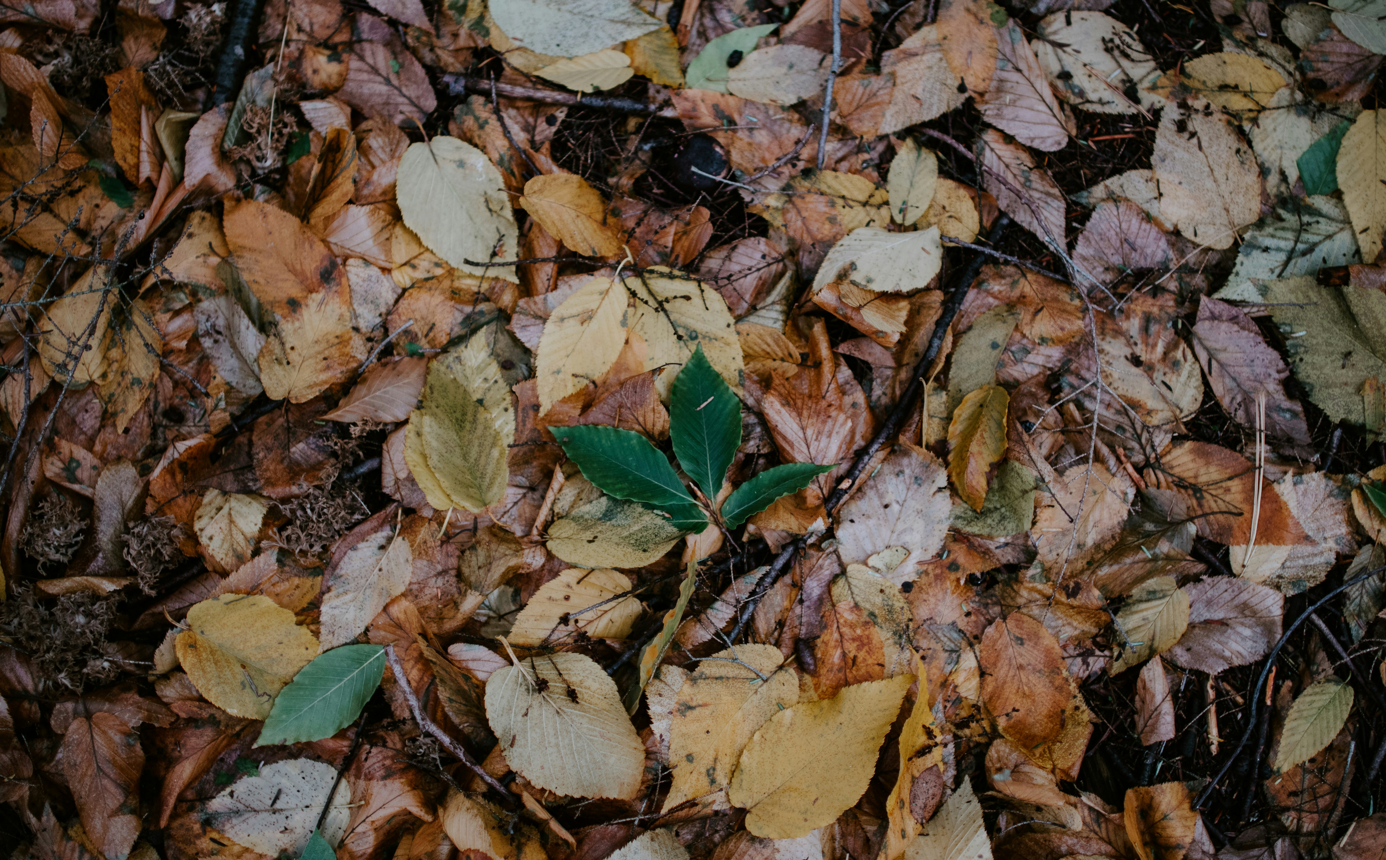 A vibrant green plant rises amidst a carpet of fallen autumn leaves, showcasing the cycle of life and renewal in a forest setting.