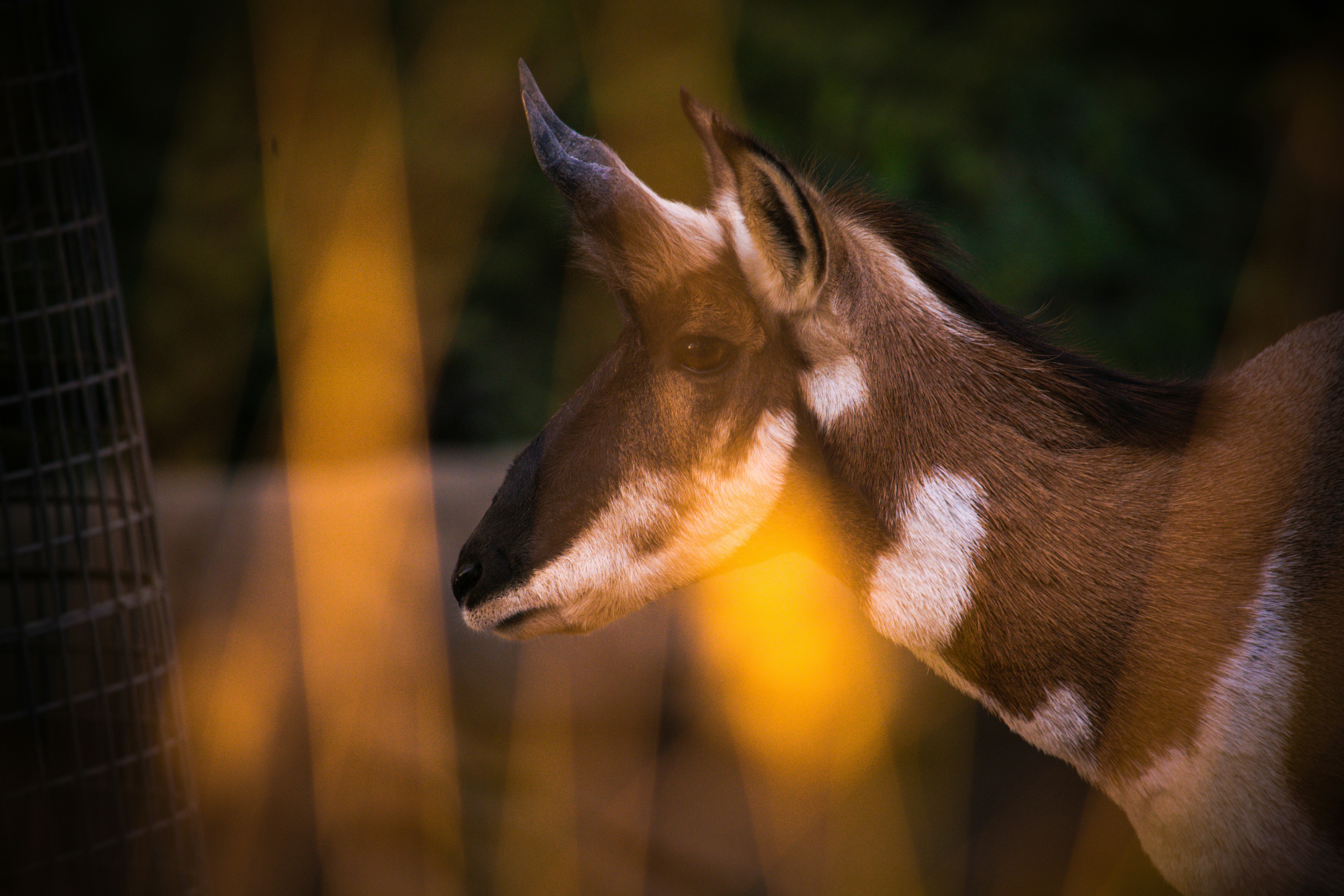 Golden Hour Gaze of the Pronghorn