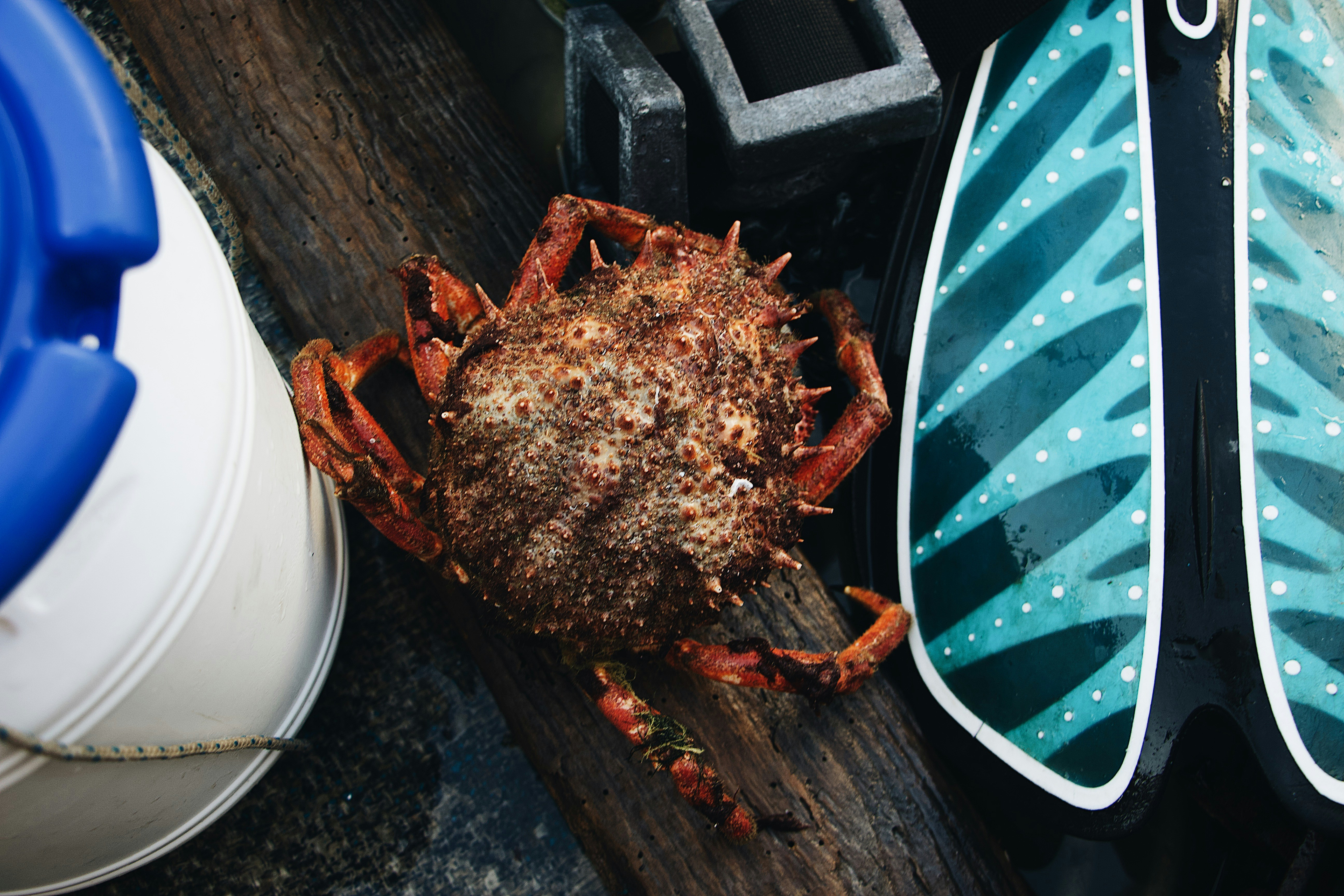 Brown crab near white plastic container photo – Free Sea Image on Unsplash