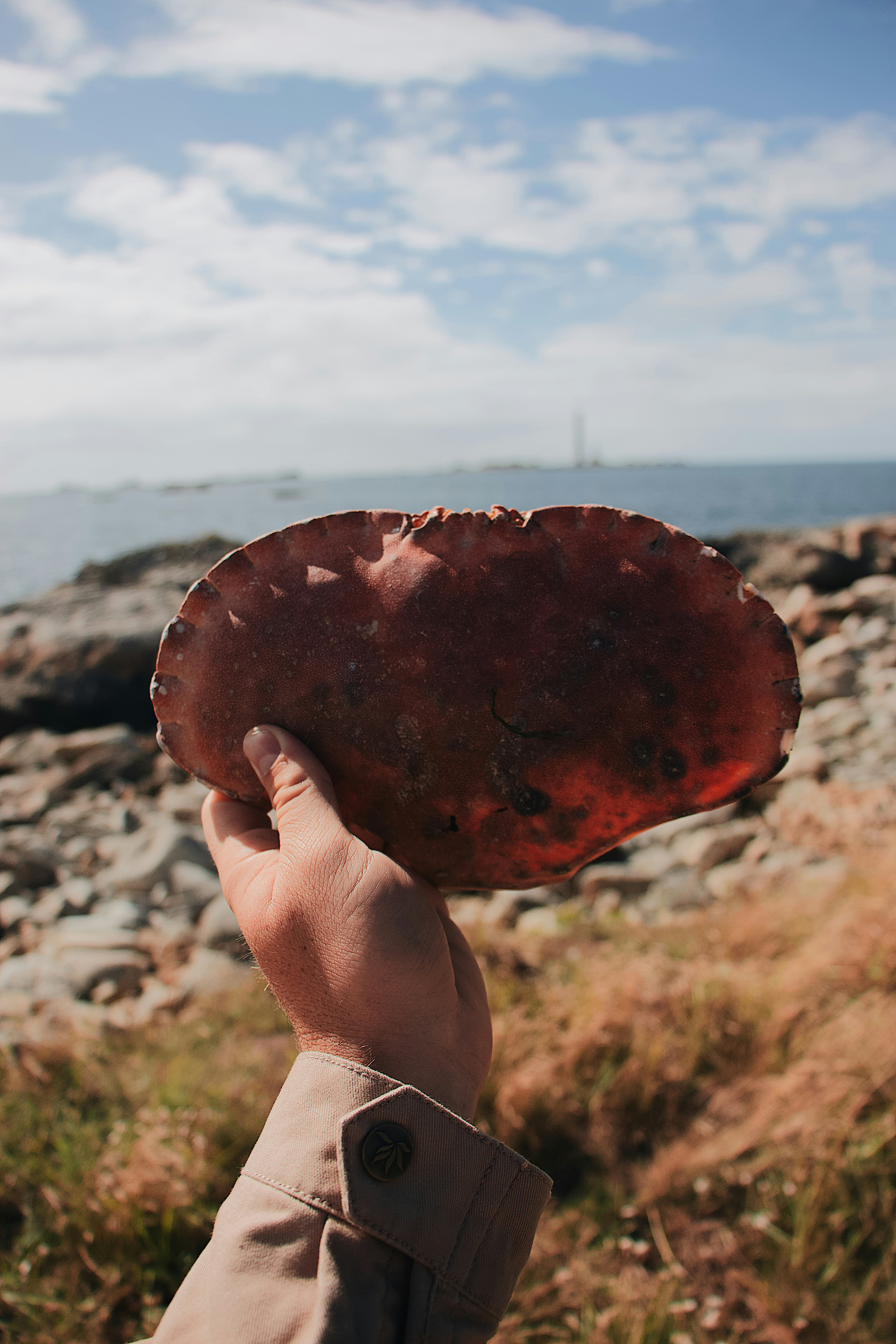 A person holds a large crab against a scenic coastal backdrop, showcasing the beauty of marine life. The rocky shore and distant boats add context to the scene.