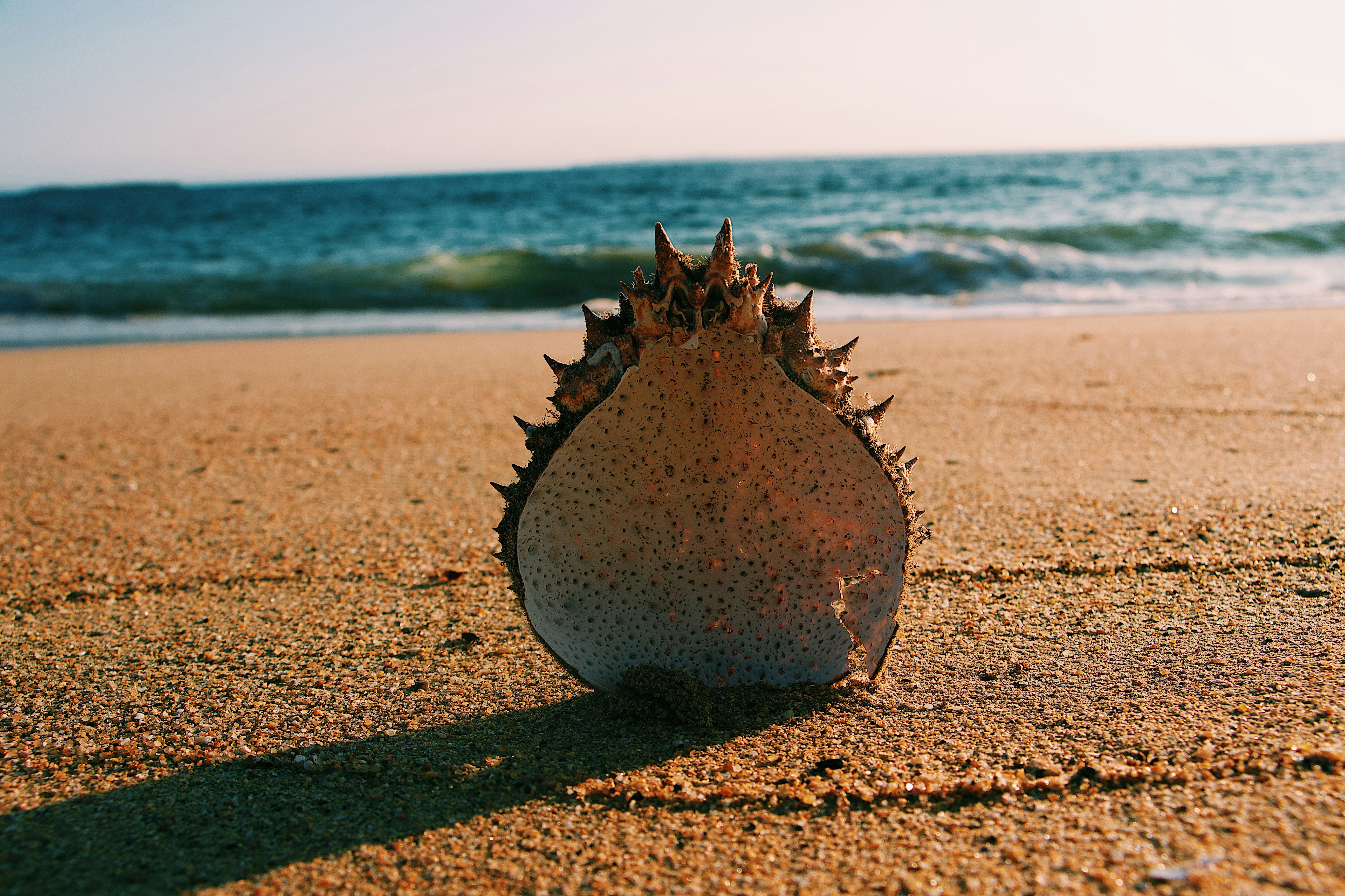 Spined Puffer Shell on Sunlit Sand by a Quiet Sea
