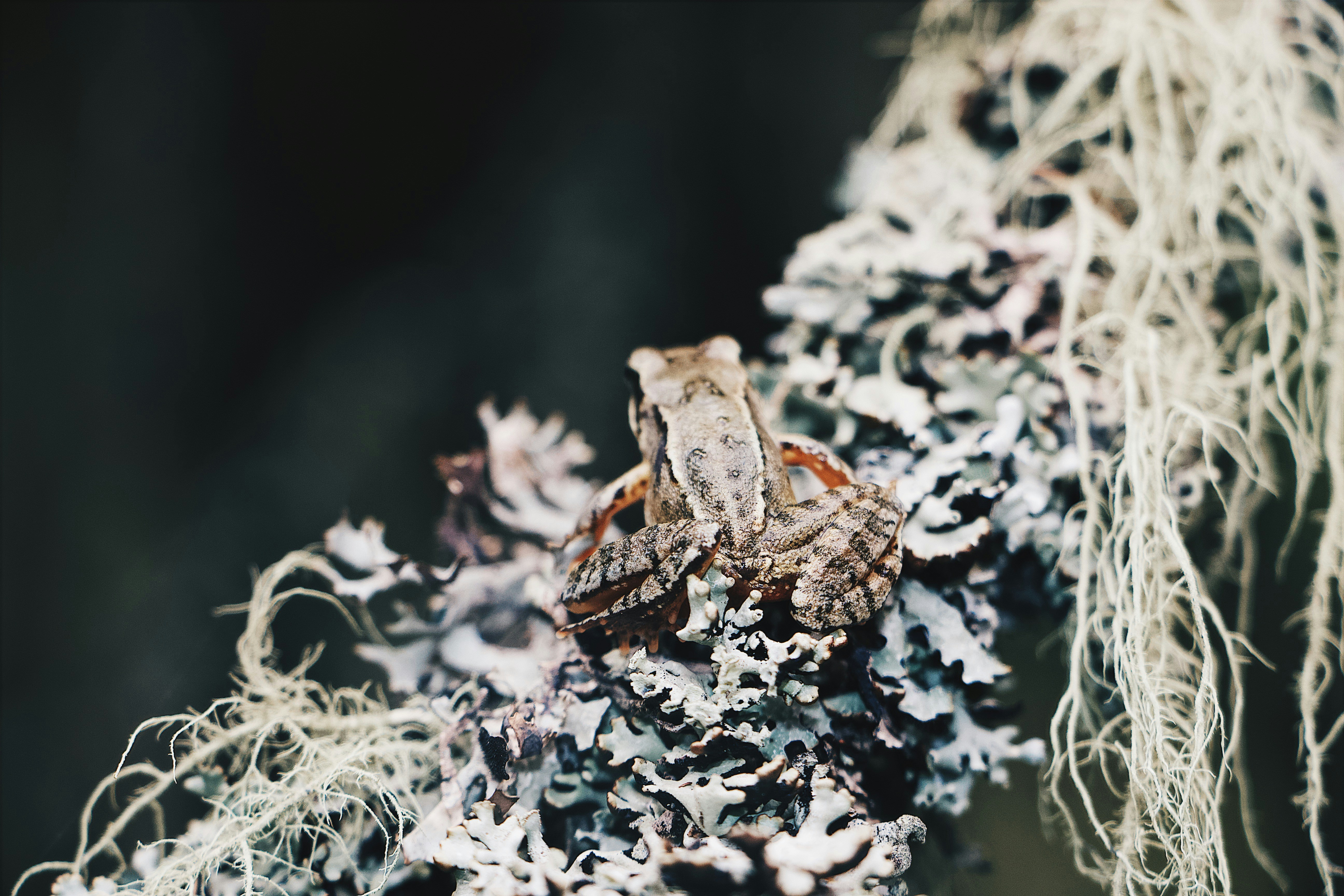 Moth-Ced Moss: A Camouflaged Insect On Lichen-Covered Bark