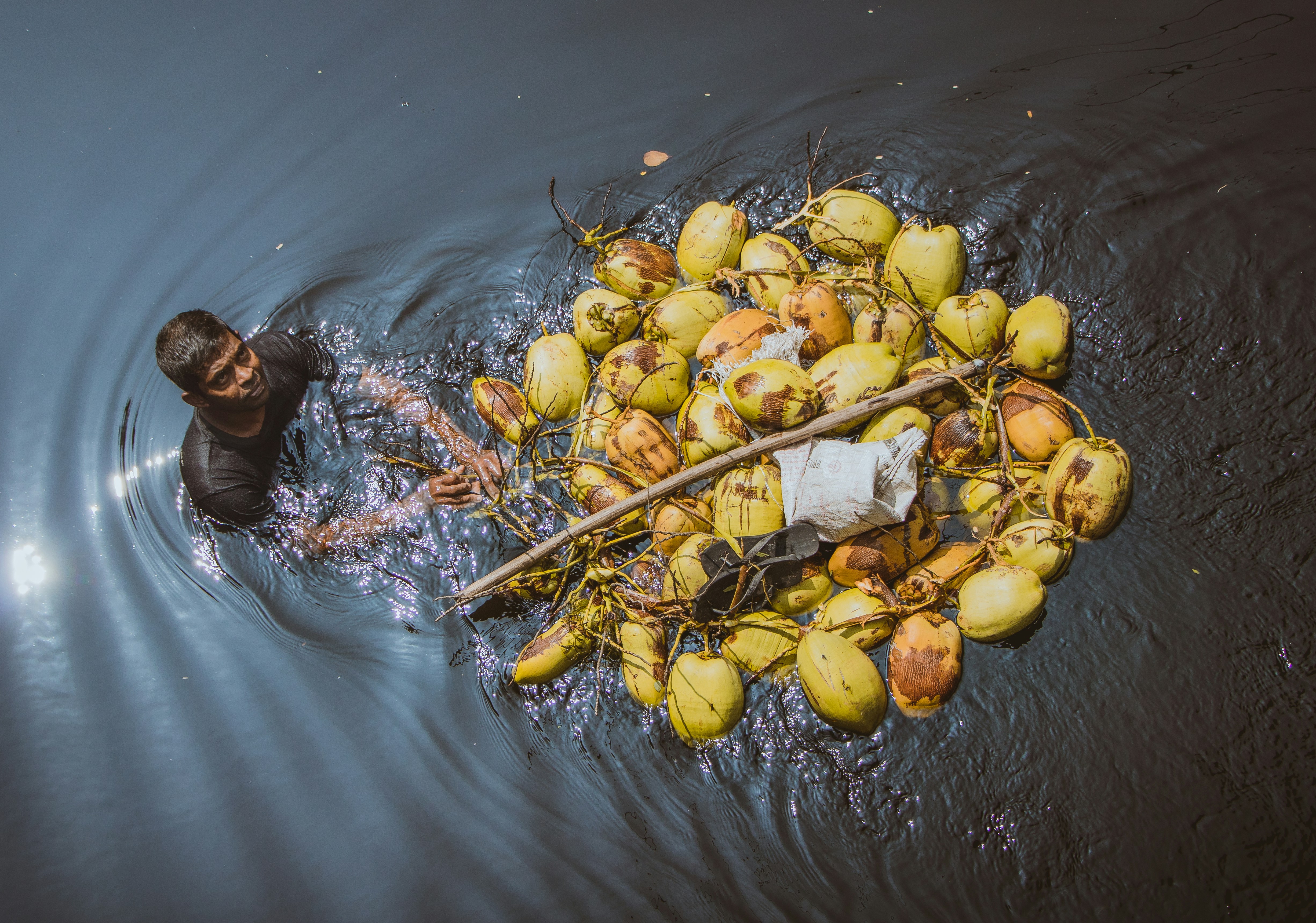 A man gathers coconuts floating on still water, showcasing a traditional harvesting method. The serene water reflects the vibrant colors of the coconuts.