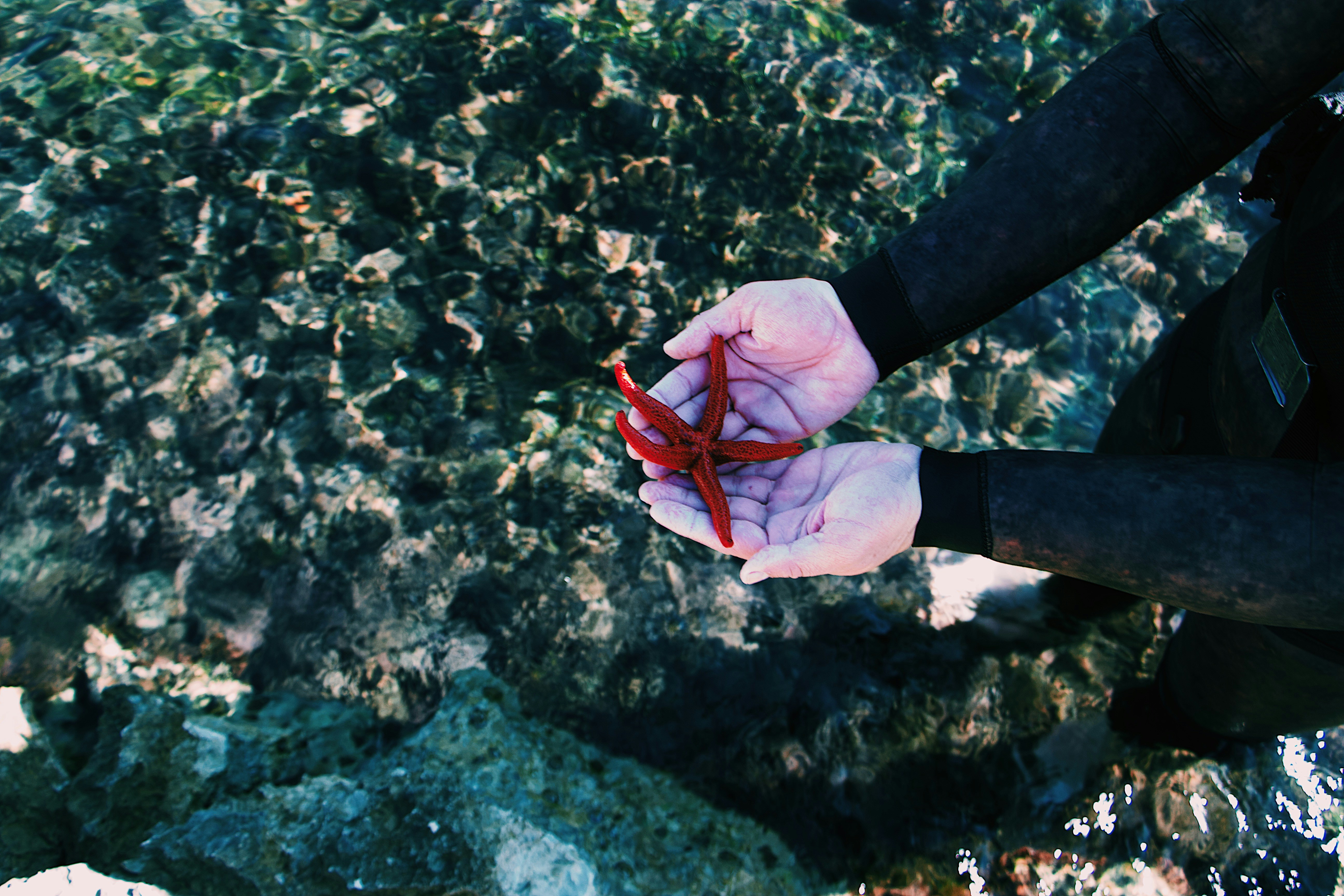 A diver holds a vibrant red starfish above shallow water, showcasing the intricate patterns of the ocean floor beneath. The scene highlights a moment of marine exploration.