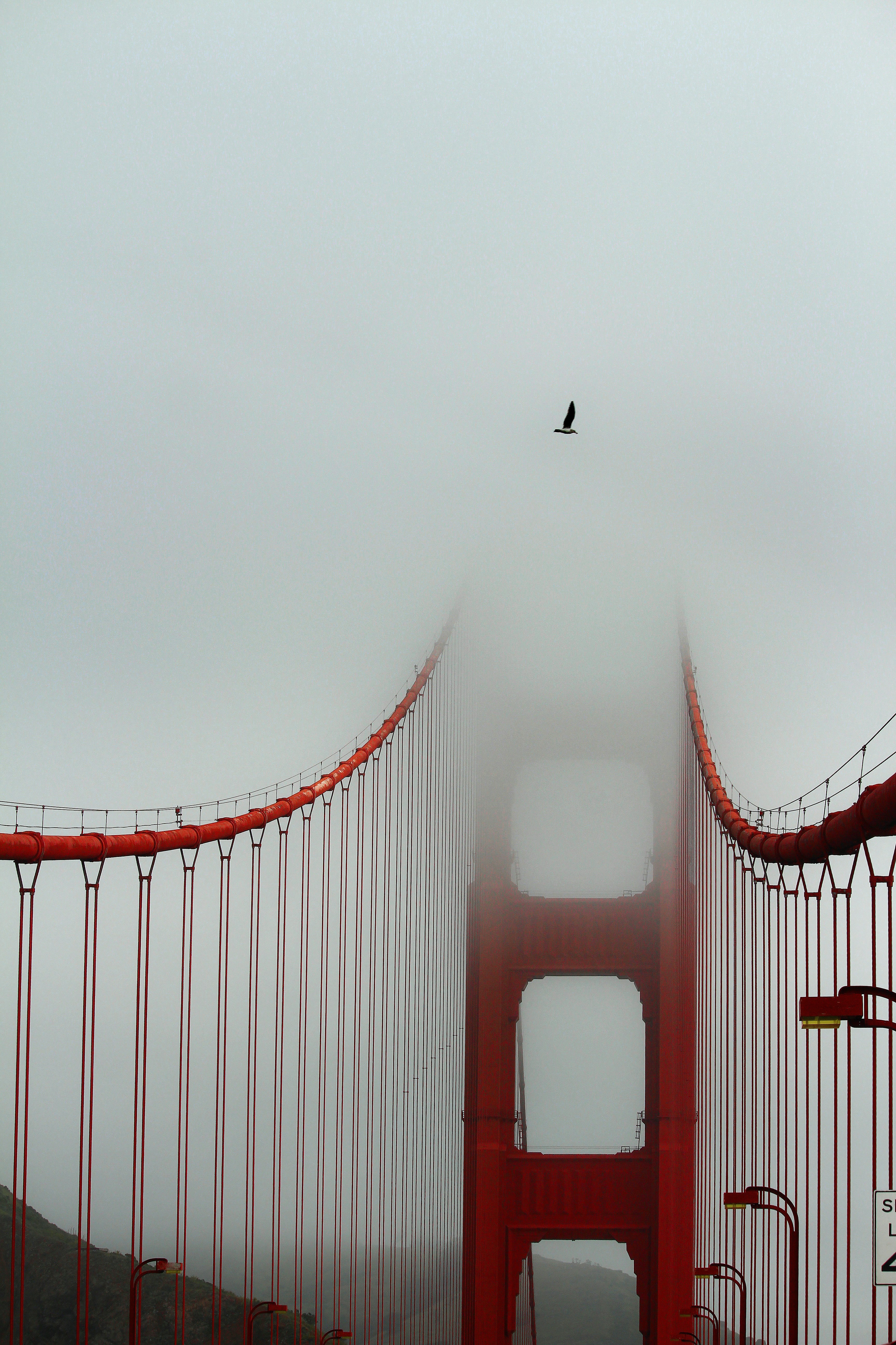 Golden Gate Bridge partially shrouded in fog with a solitary bird soaring above, creating a mysterious atmosphere.