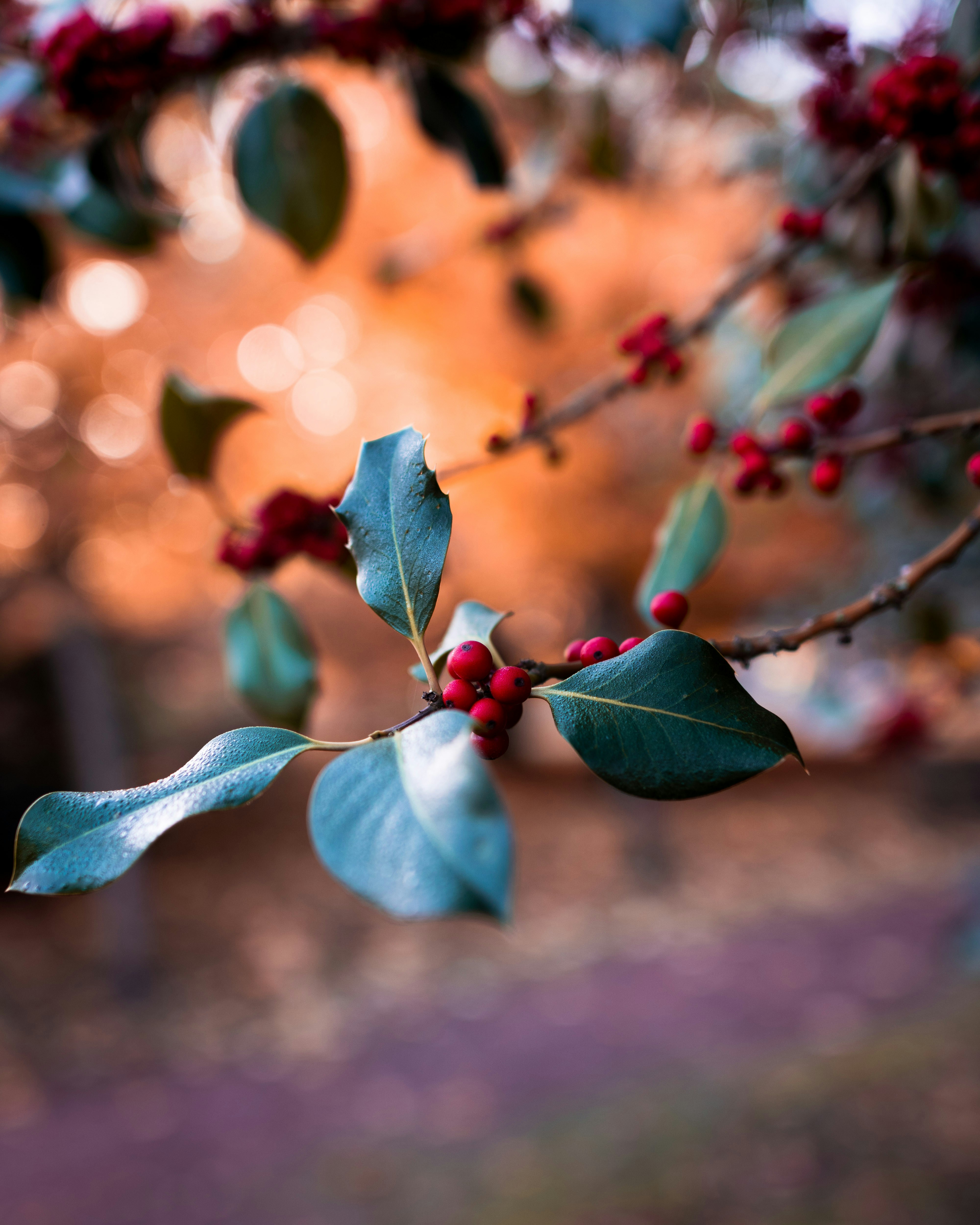 Green and red leaves in tilt shift lens photo – Free Plant Image on ...