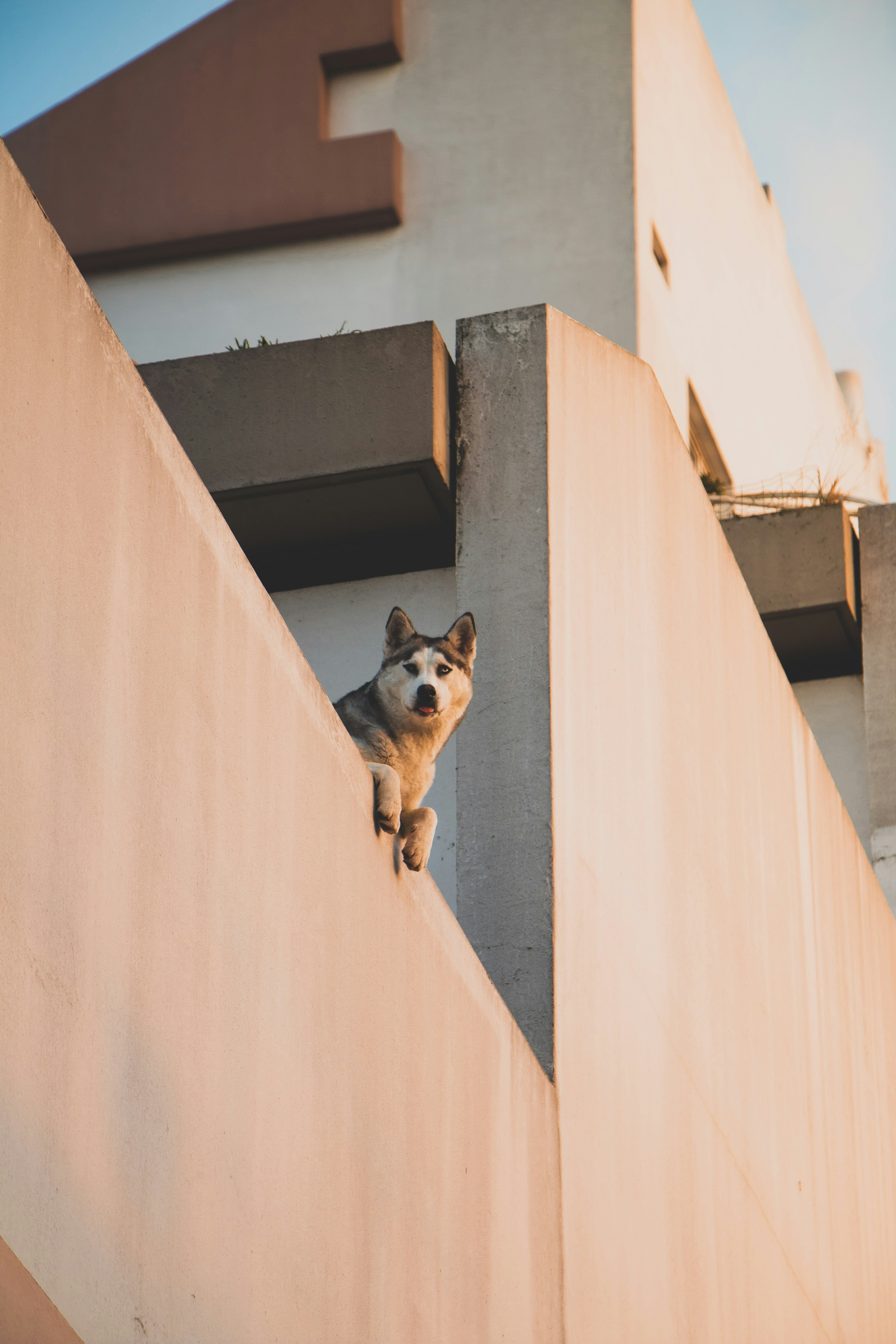Siberian husky at building photo – Free Animal Image on Unsplash