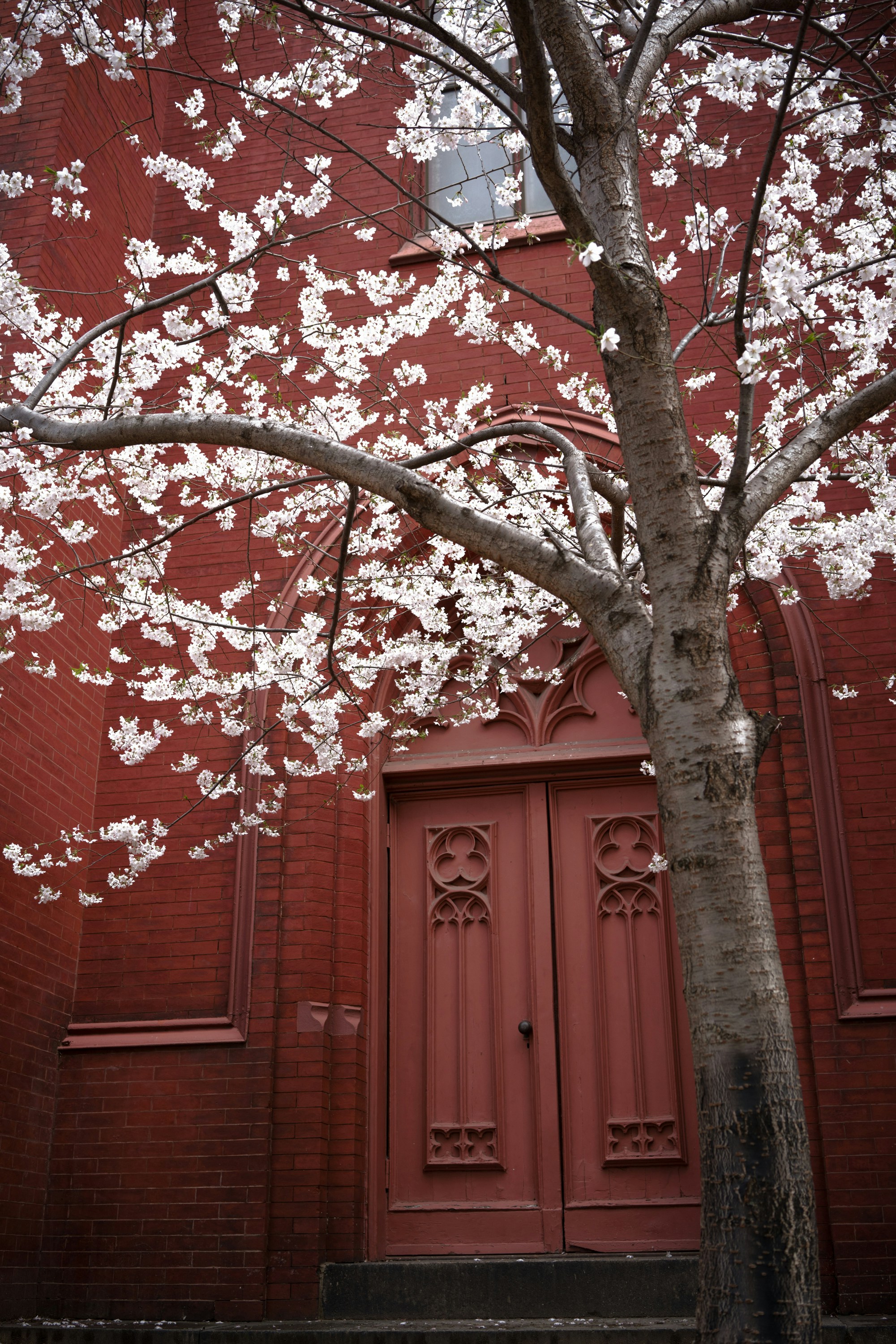Crimson Doorway Under a Blooming Cherry Canopy on Brick Facade