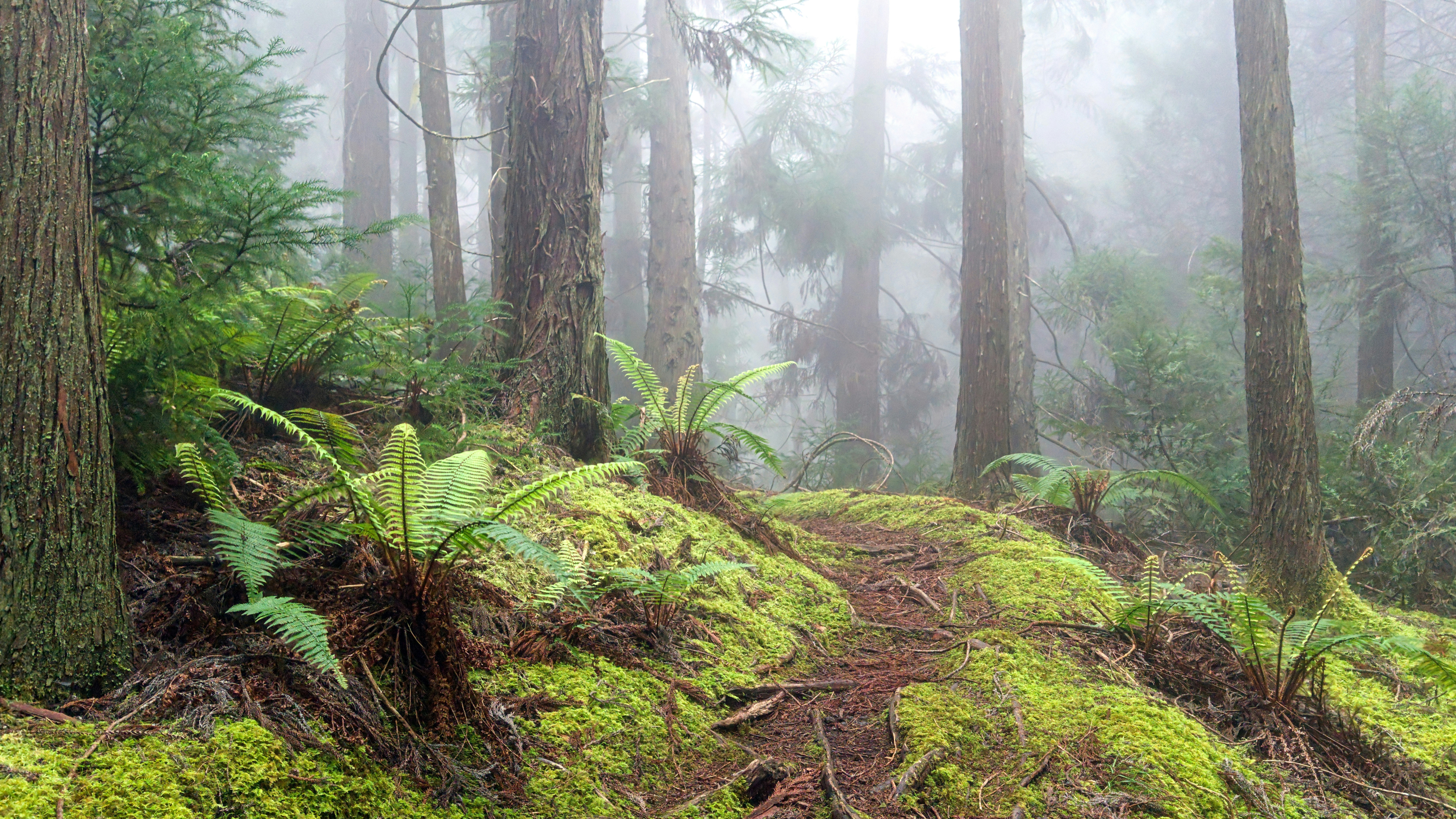 Loop trail in Polipoli Spring State Recreation Area. | landscape photography of forest with fogs