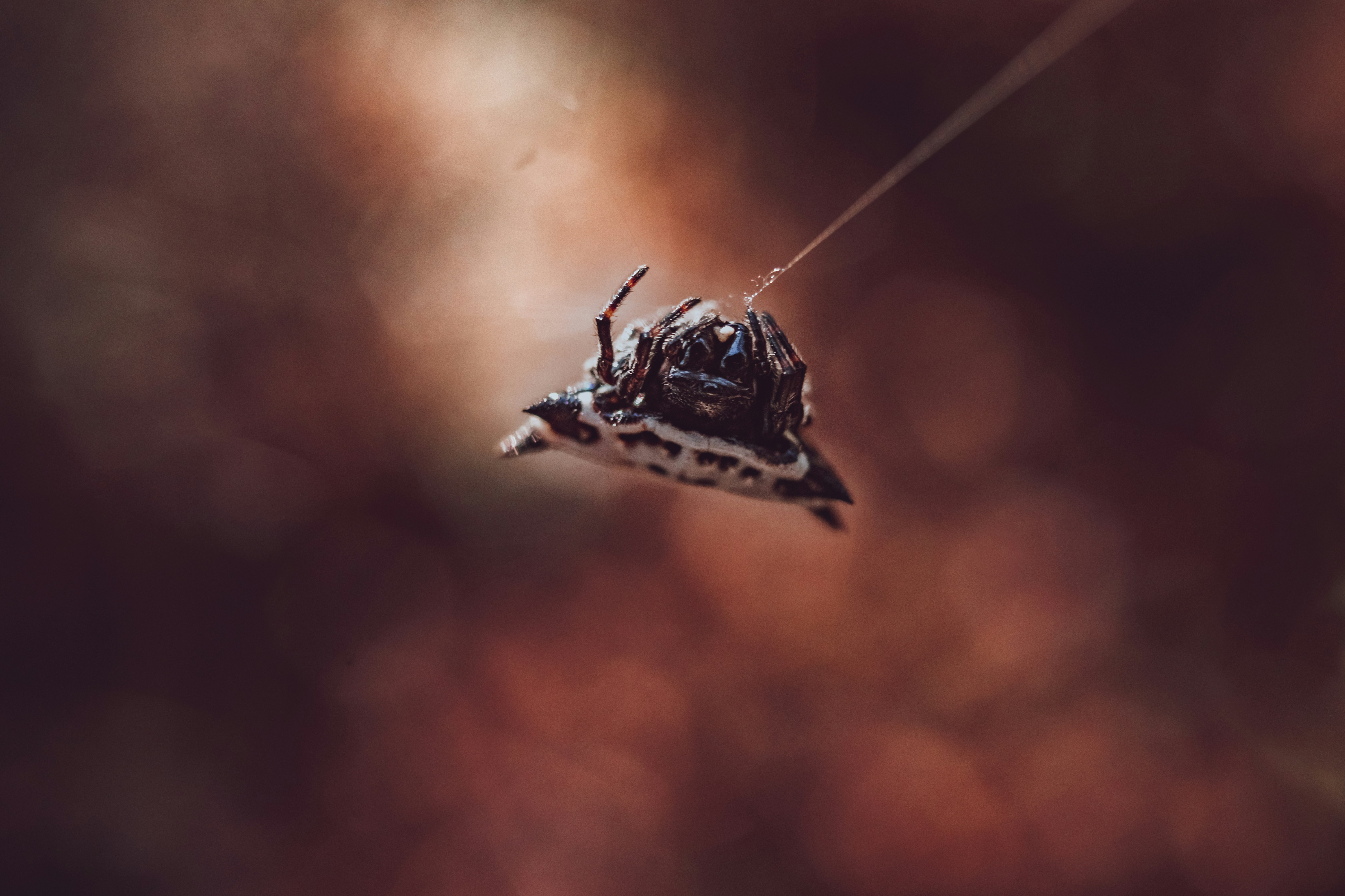 Suspended Moment: Delicate Wing in a Threads of Light