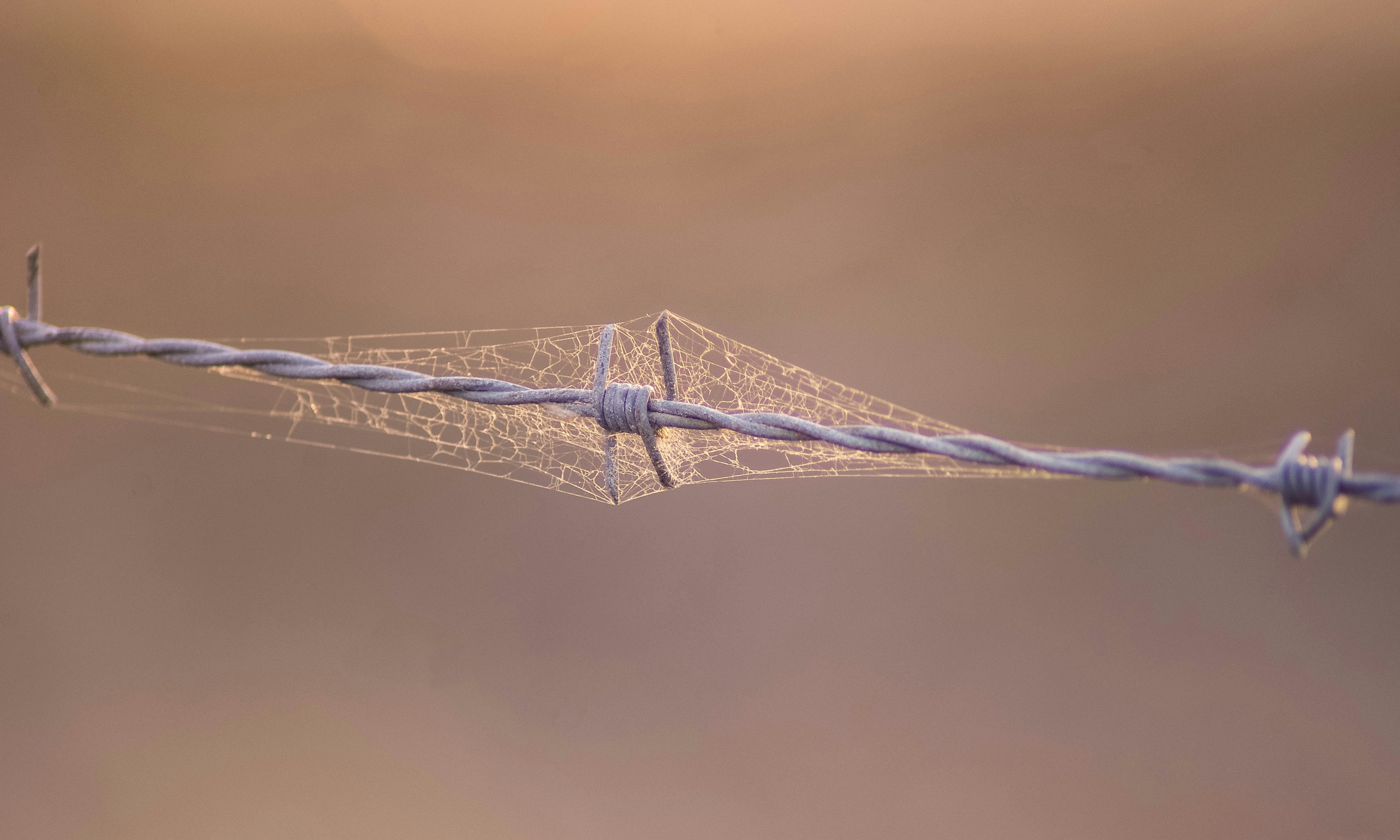 Delicate spider web suspended between barbed wire strands, showcasing nature's artistry against a blurred background.