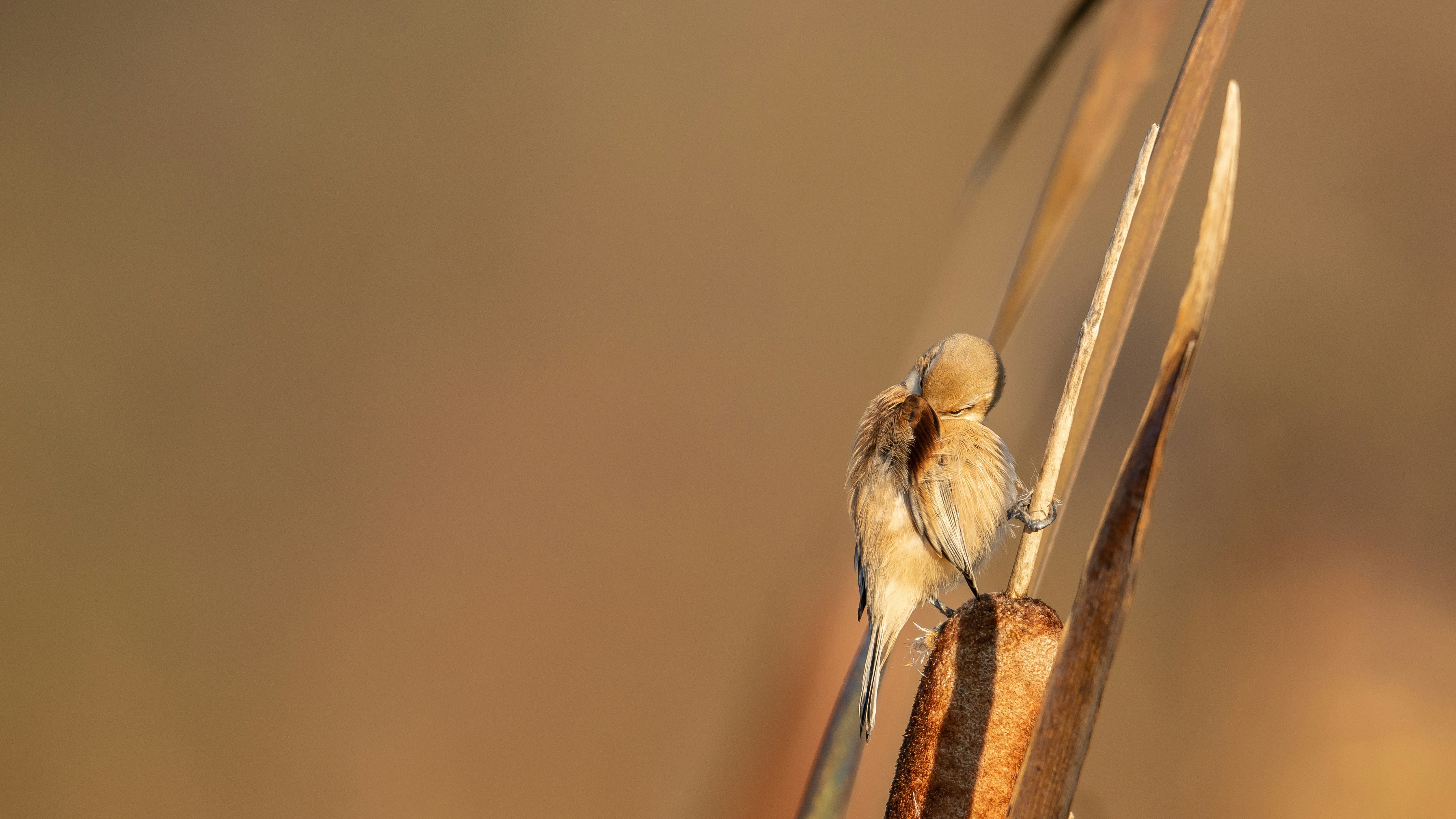 A small bird perched on a dried reed, surrounded by soft, blurred hues of nature. The scene captures the essence of tranquility in its natural habitat.
