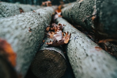 Top-Quality Wood Panel Products | Muroco | fancy plywood, blockboard ...