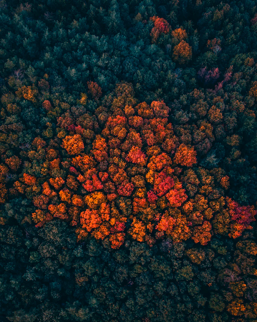 Aerial view of a dense forest canopy with a vivid cluster of orange, red, and gold fall foliage surrounded by dark green trees.