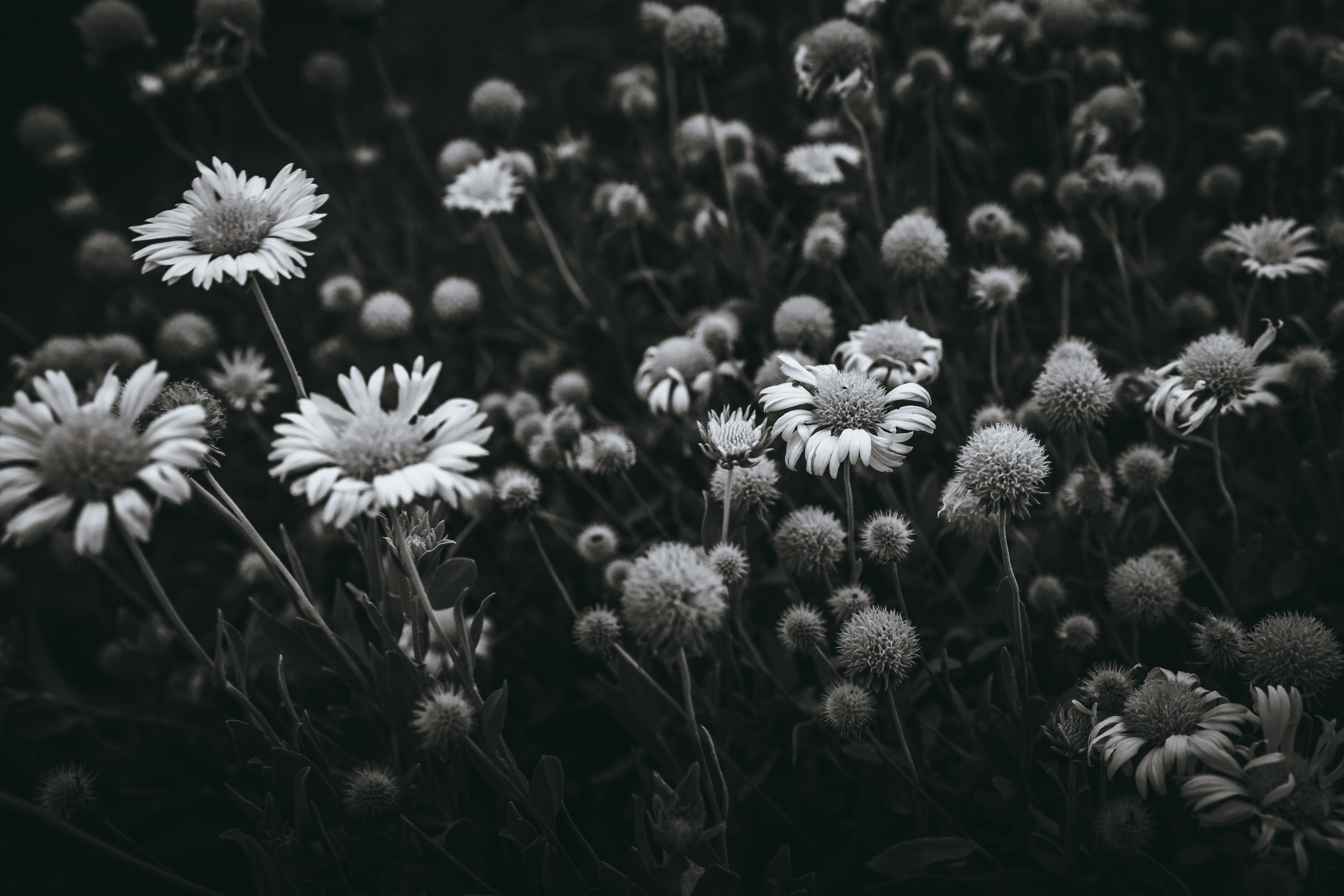 Grayscale photo of bed of sunflower photo – Free Grey Image on Unsplash