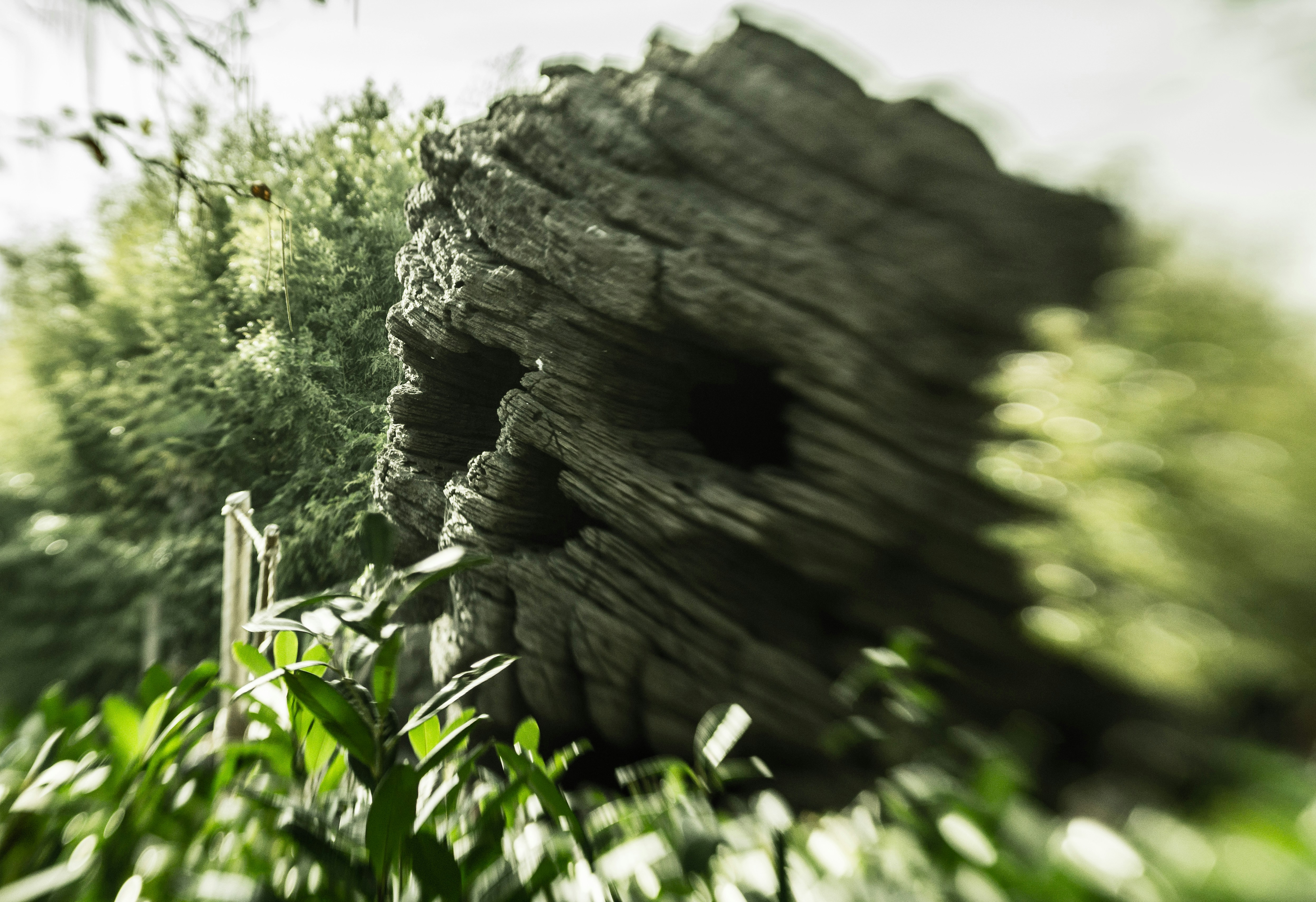 Weathered log stump framed by undergrowth: a quiet, sunlit decay
