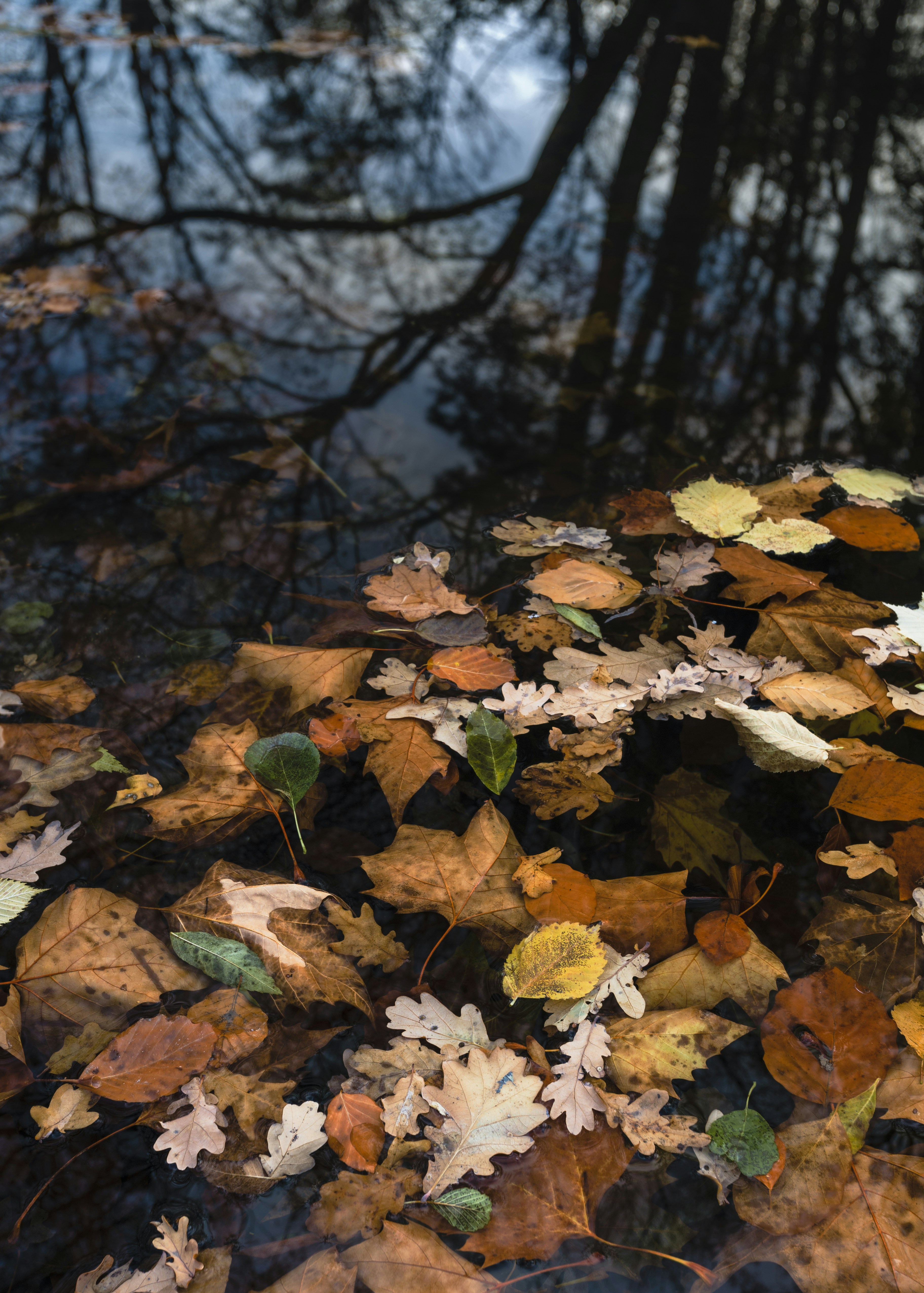 Colorful autumn leaves floating on the surface of a tranquil pond, reflecting the surrounding trees and sky.