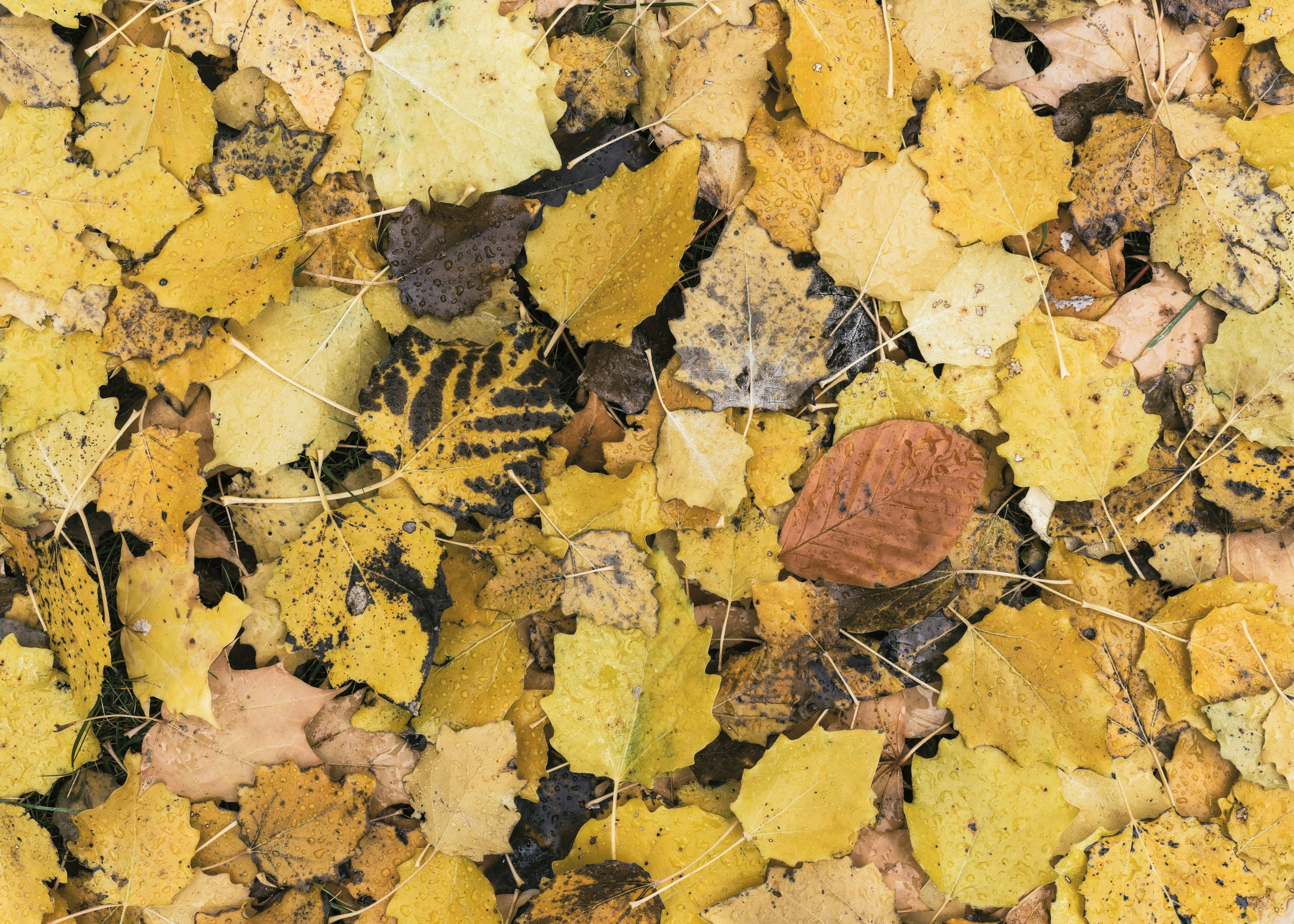 Veined Leaf Amid Autumn Gold: A Quiet Center-Left Focal Moment