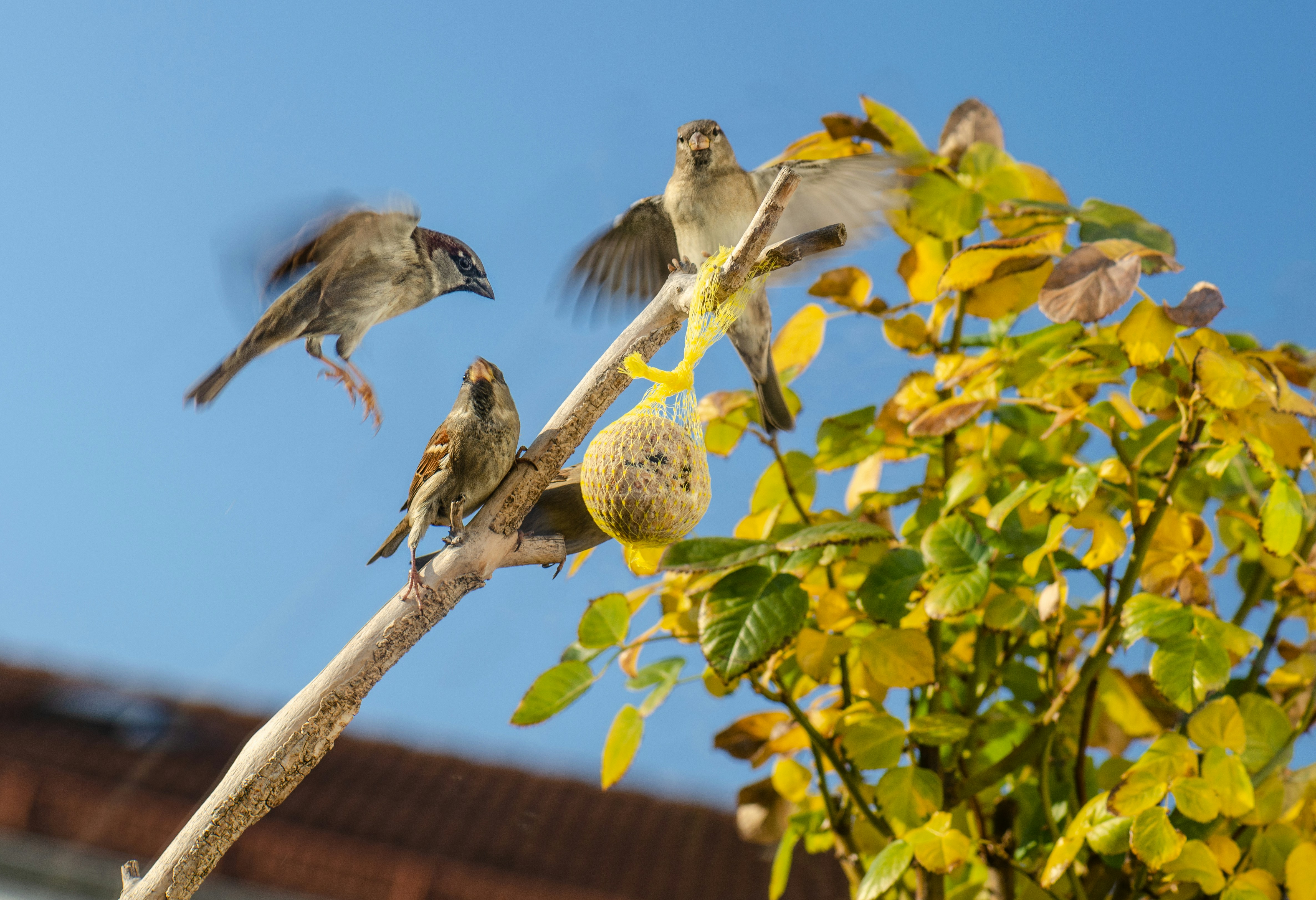 Three sparrows interact playfully around a bird feeder, surrounded by vibrant autumn foliage.