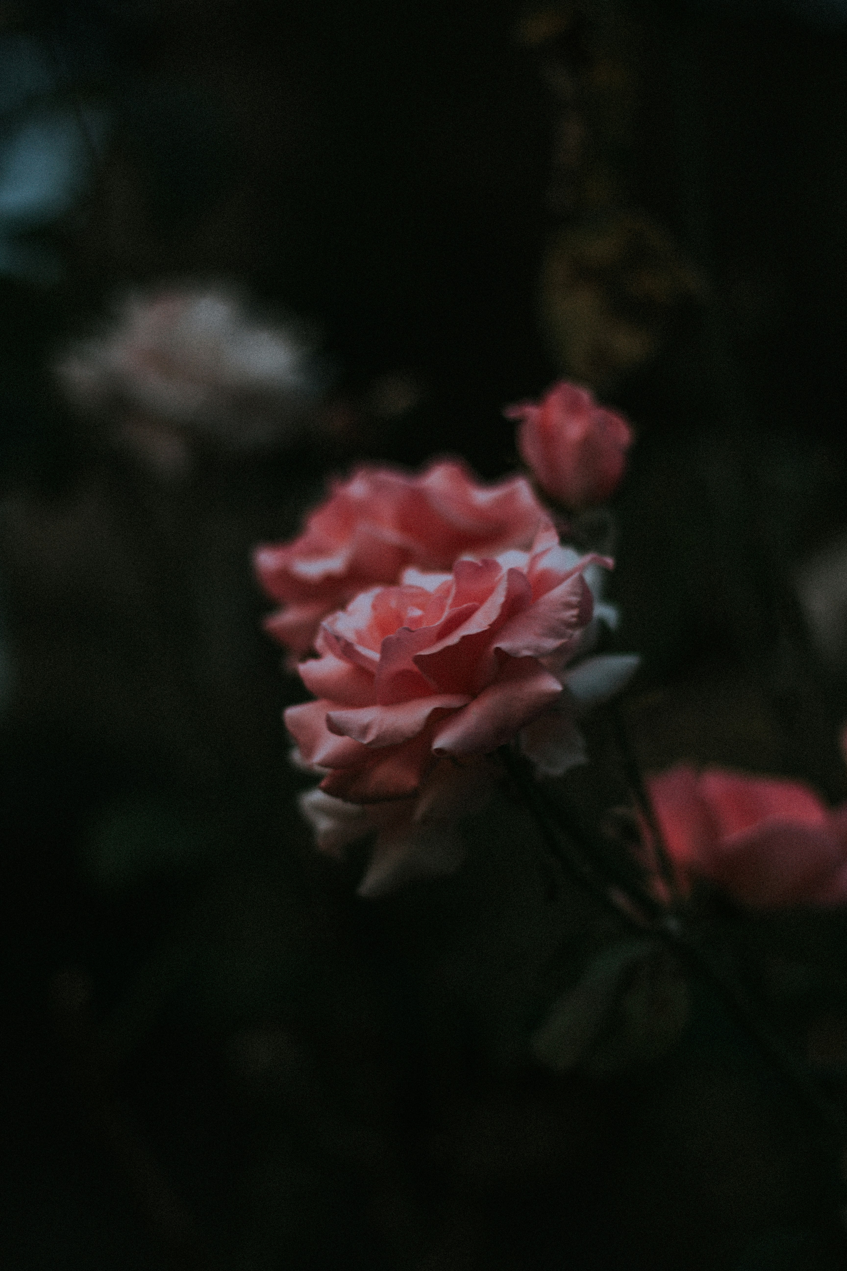 Unsplash Roses