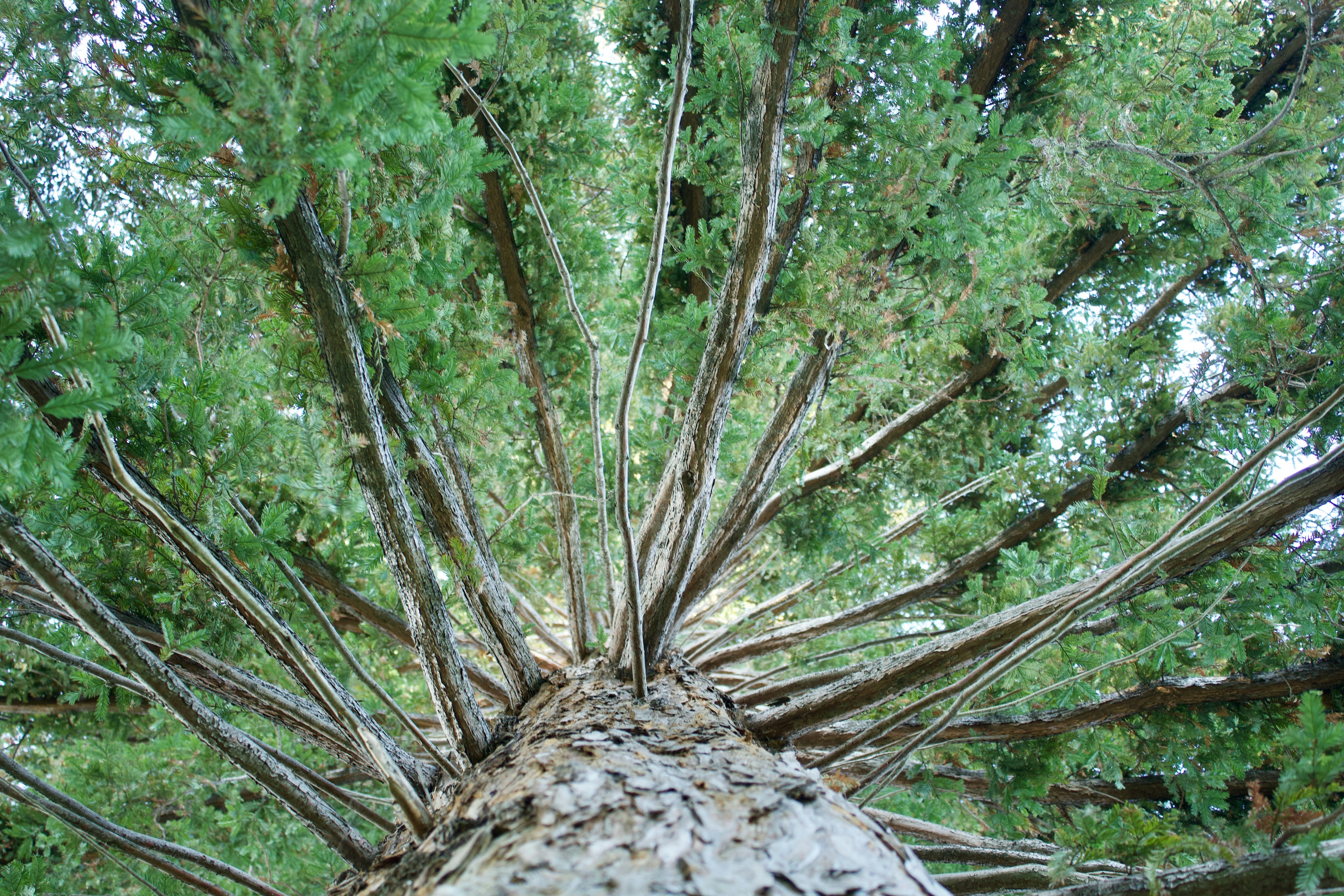 I am learning photography. One of the exercises is to take an ordinary picture of anything from a normal vantage point and work on that same scene from different vantage points to see if that could enhance the picture.

These are actually the branches of a tree. From this vantage point, the tree itself looks like a forest. A Forest in a Tree. :) | low angle photography of green tree during daytime