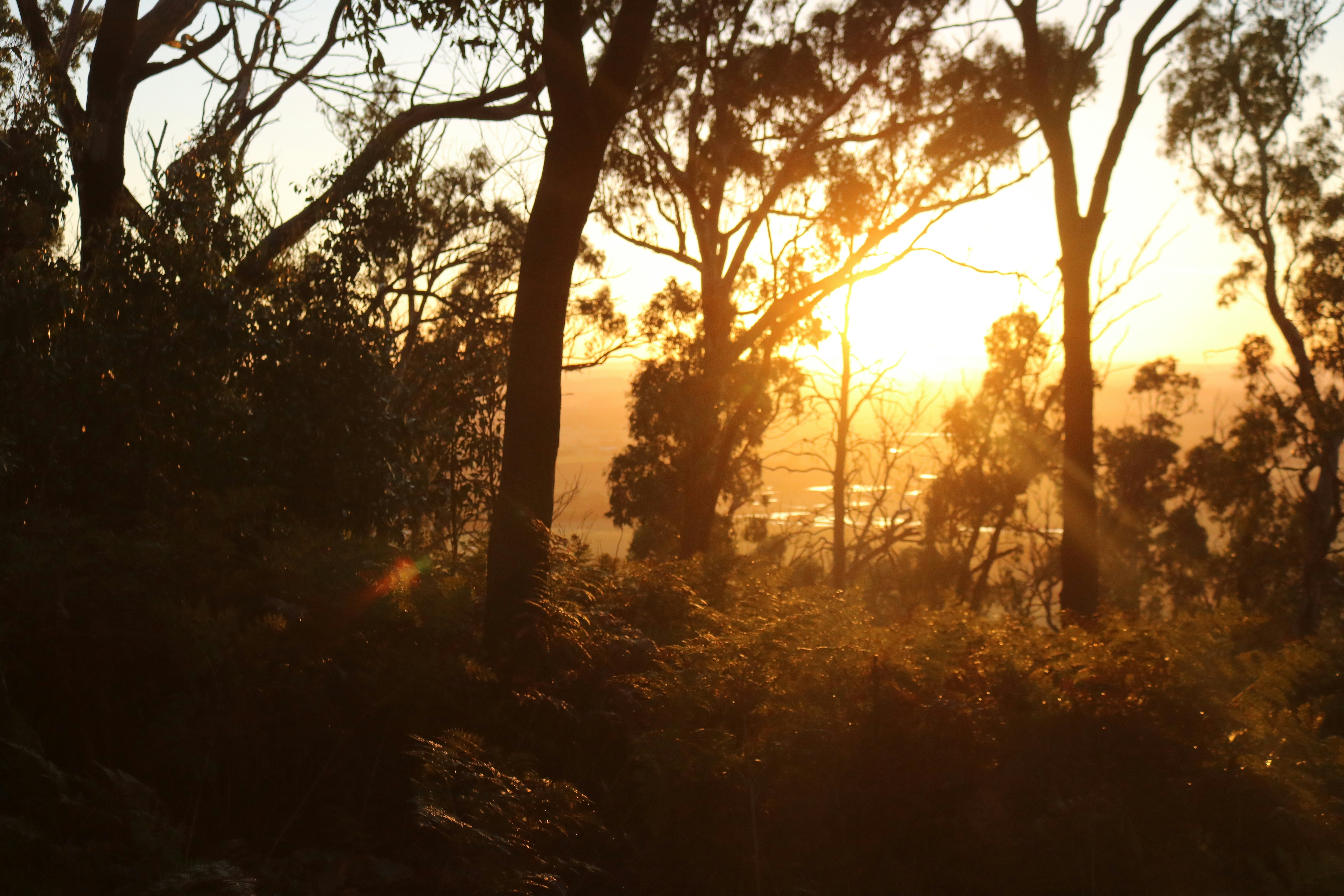 Foto Árboles verdes durante el día – Imagen Reserva de Conservación ...