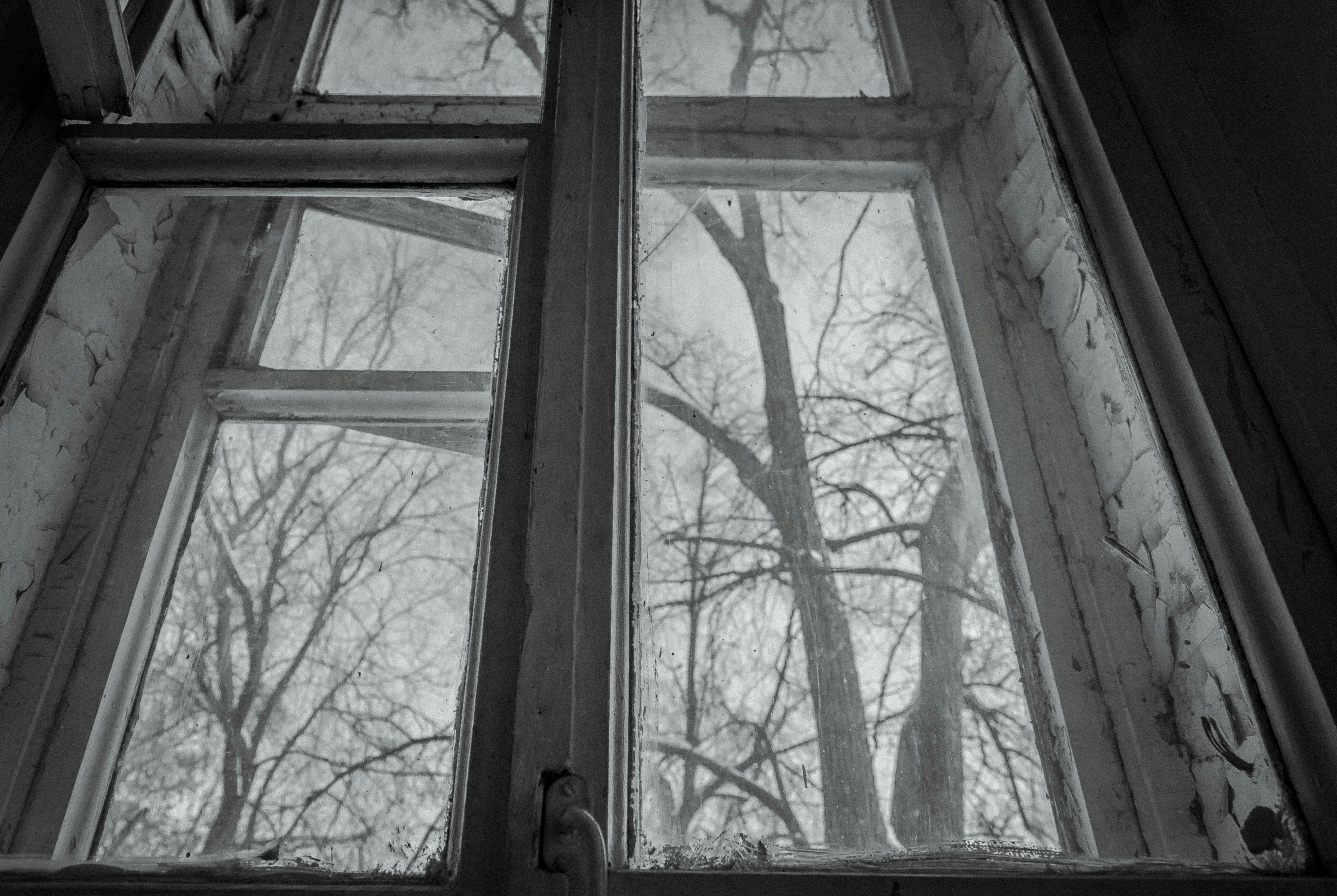 Grayscale photography of window beyond trees photo – Free Grey Image on ...