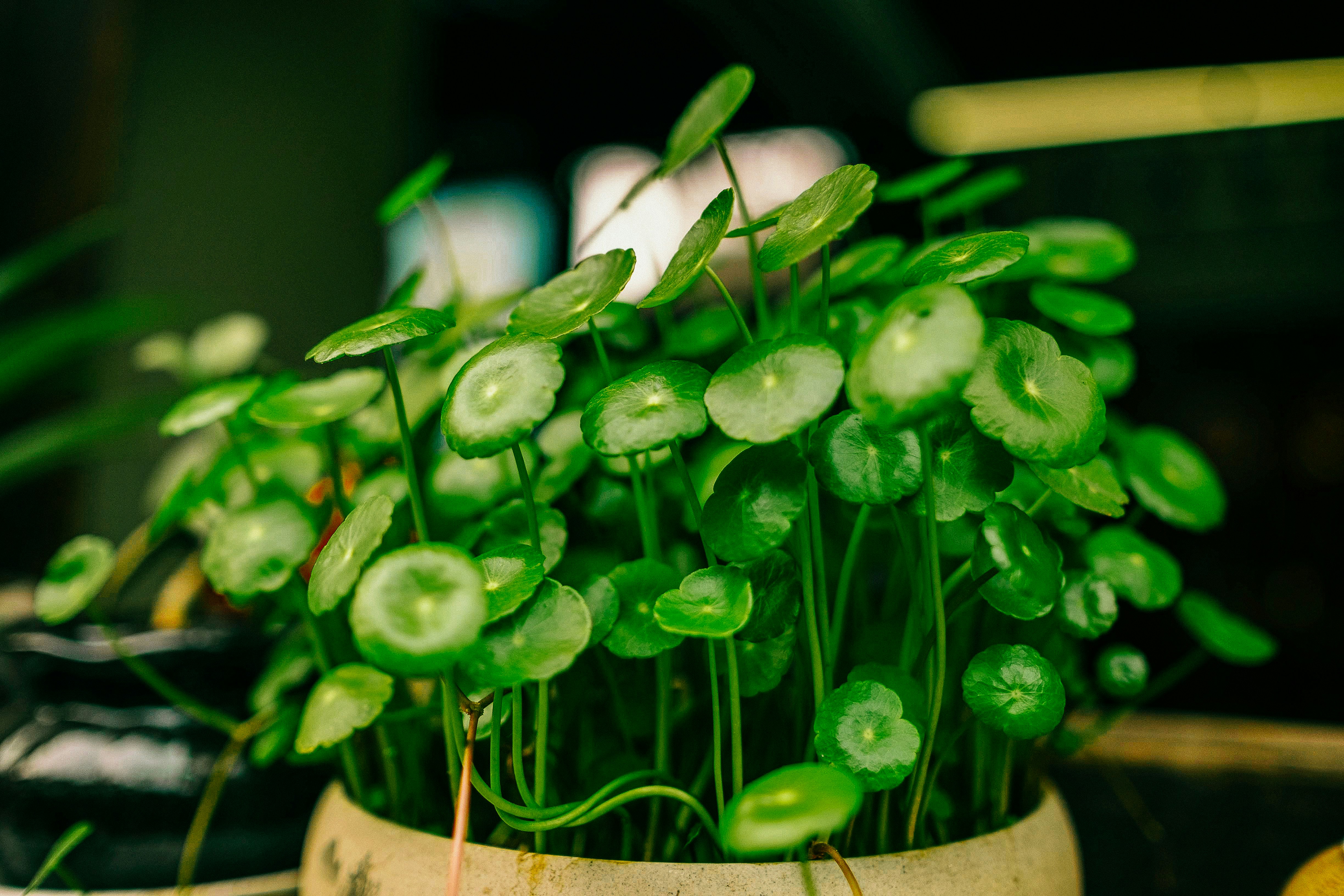 Verdant Harmony: A Lush Gathering