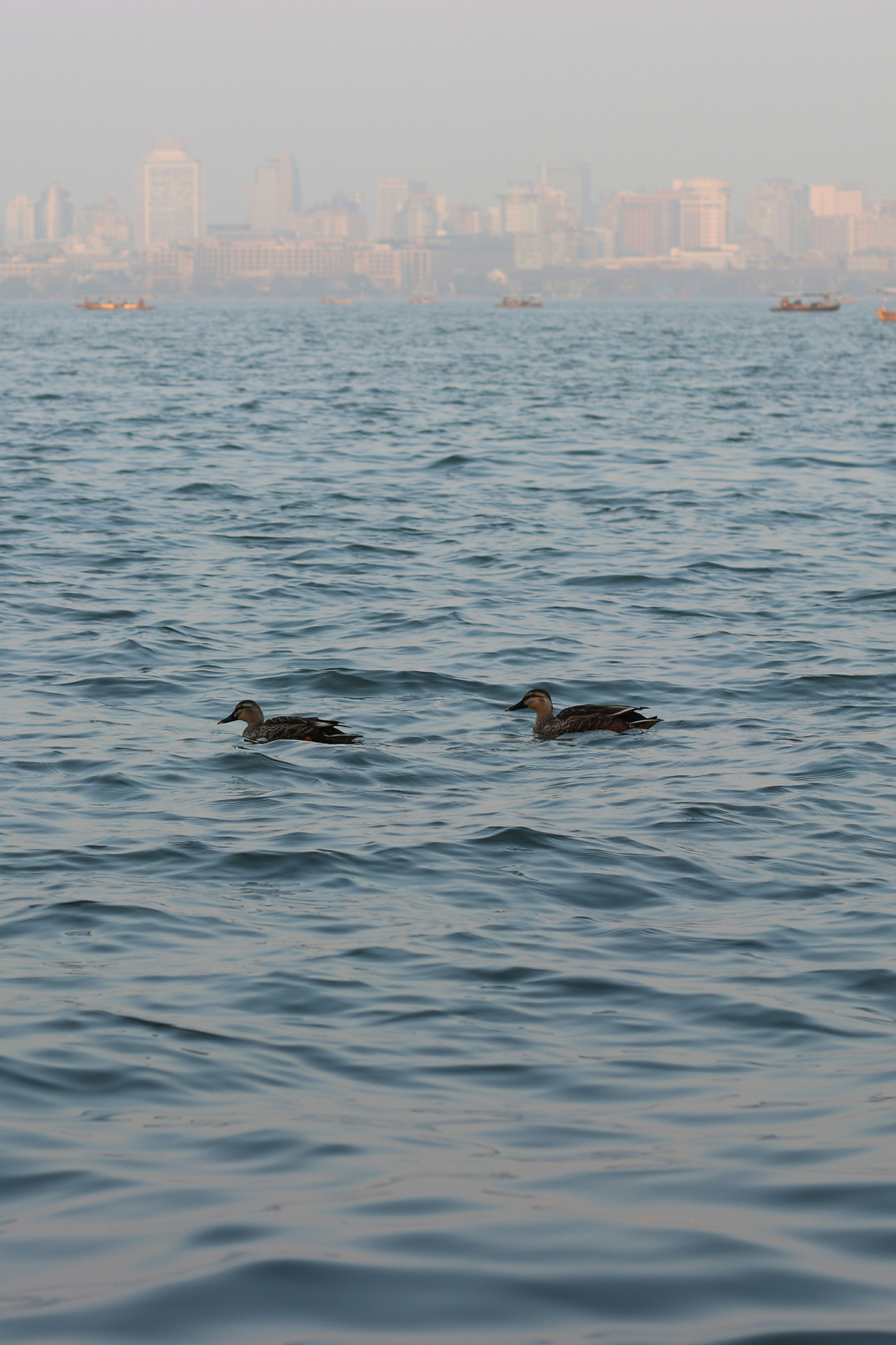 Urban Serenity: Ducks Amidst City Reflections