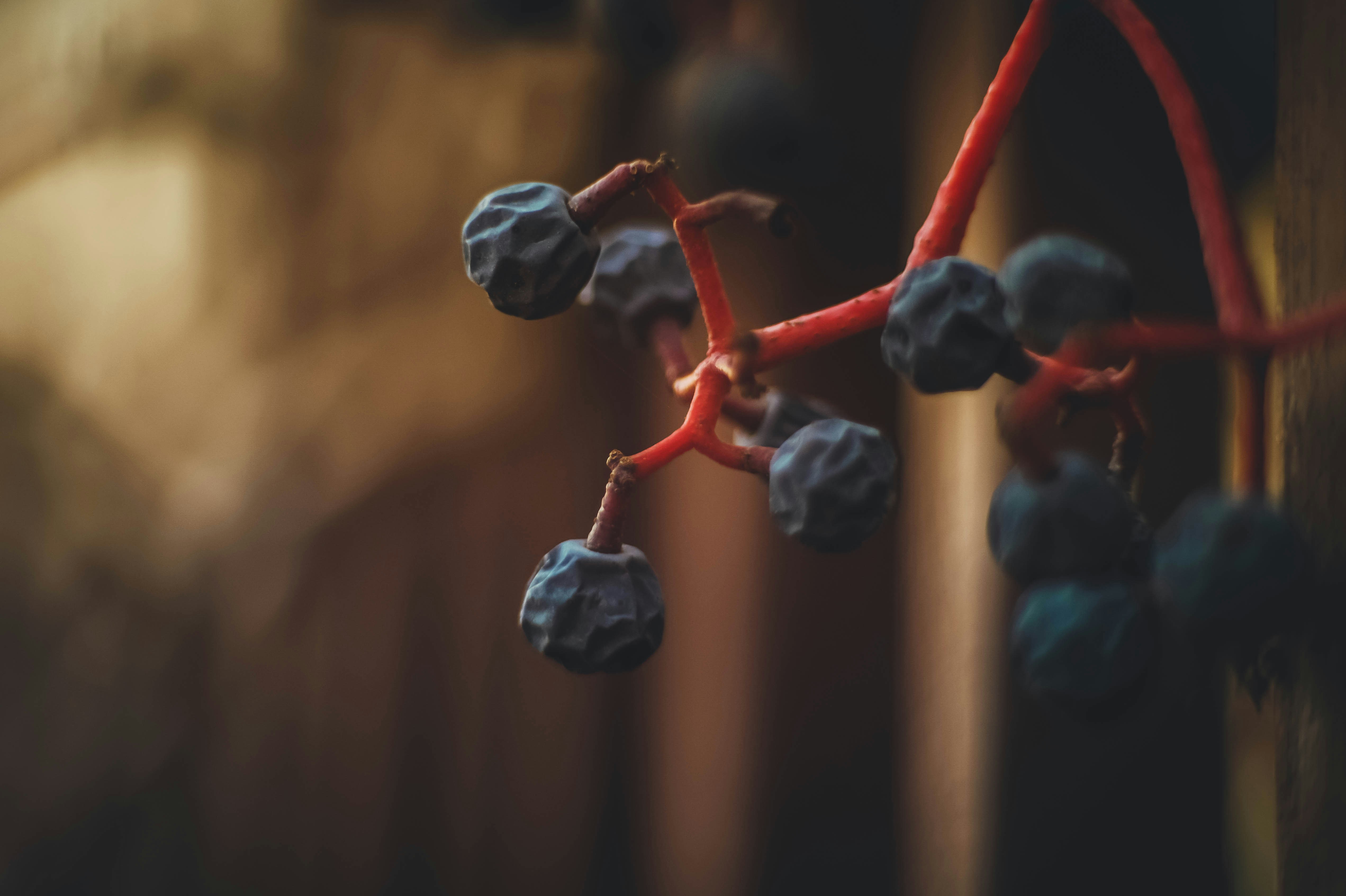 close-up photography of blueberries