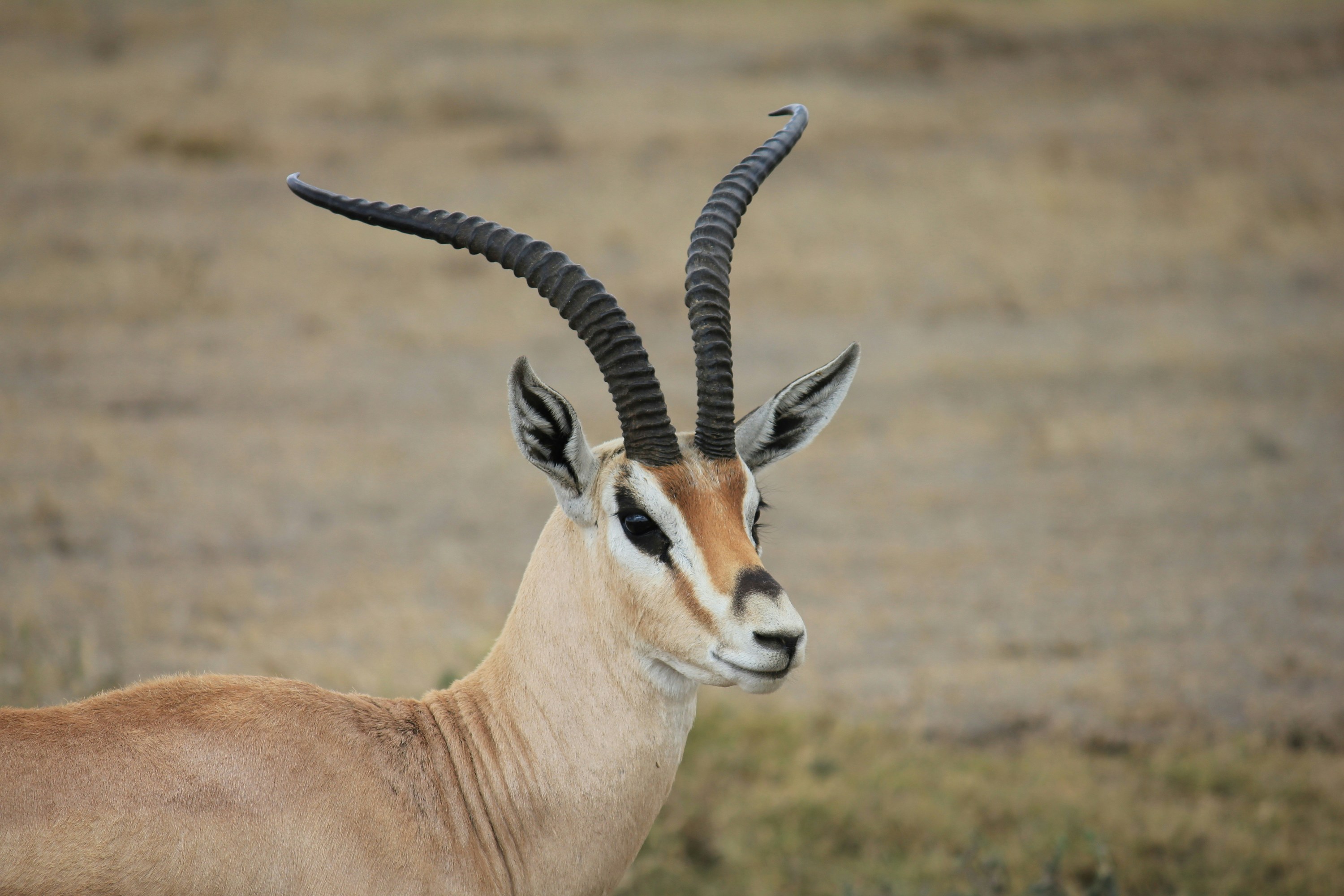 Gazelle Face