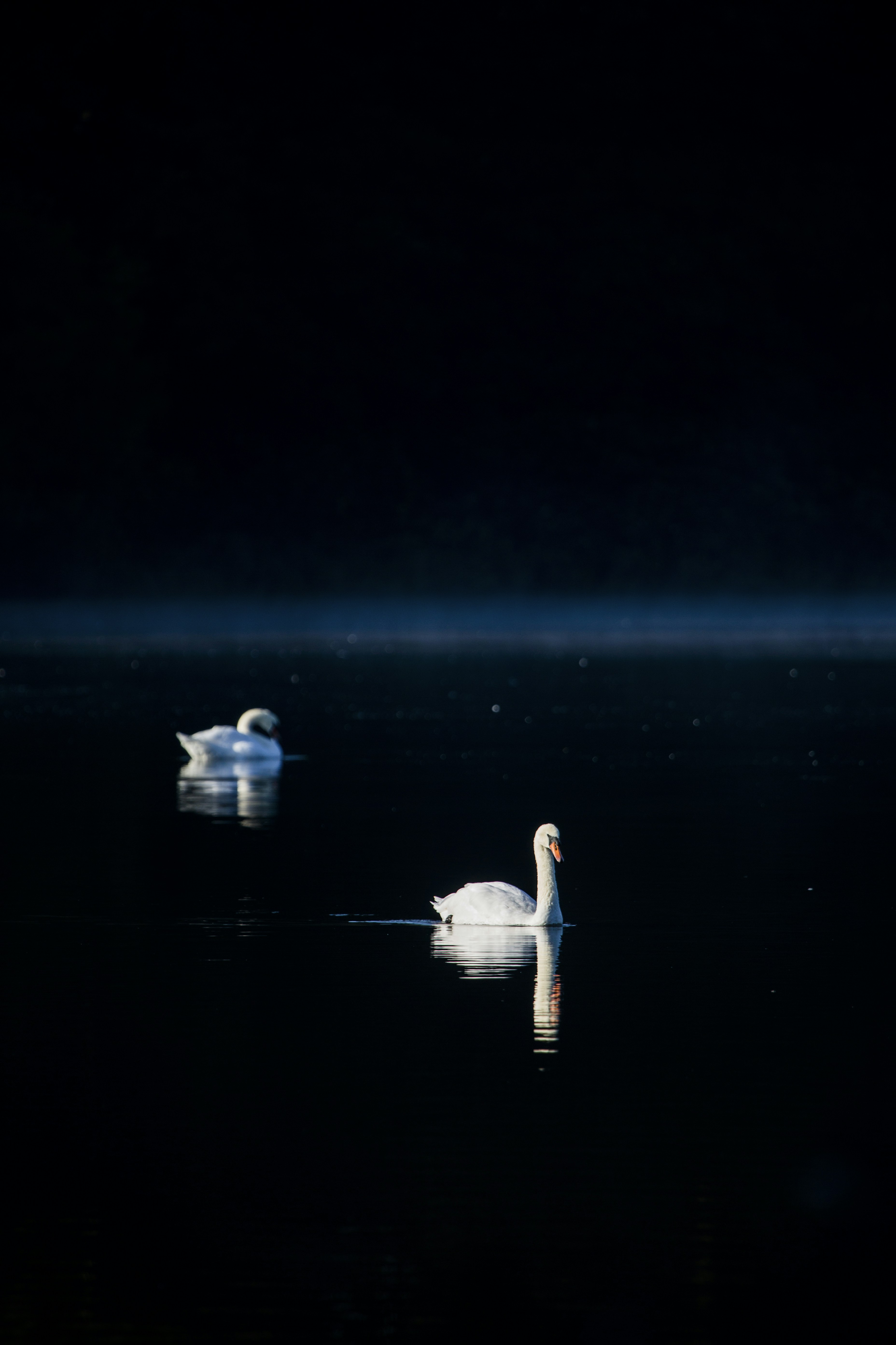 two white swans on water