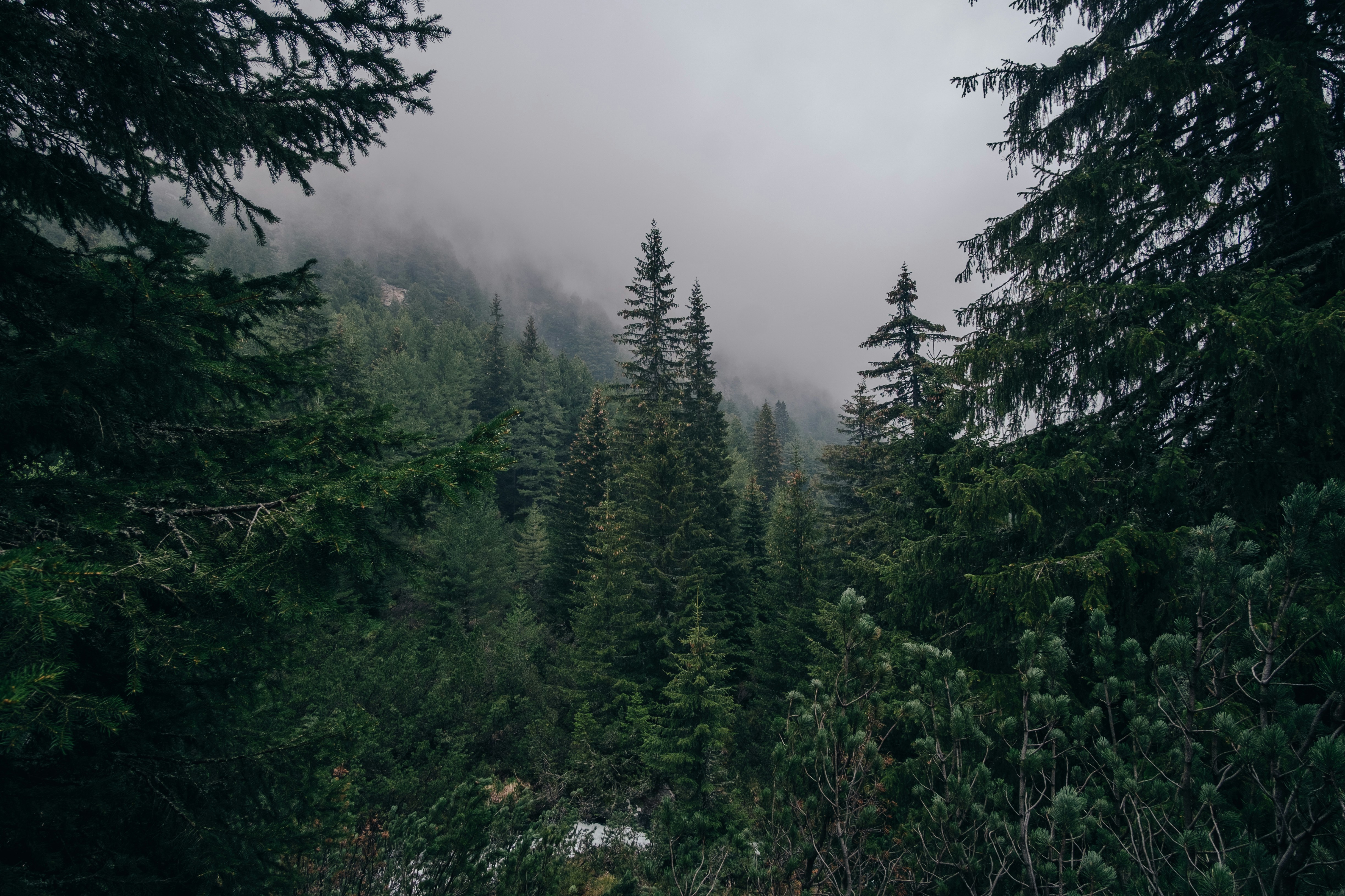 Forest during day photo – Free Grey Image on Unsplash