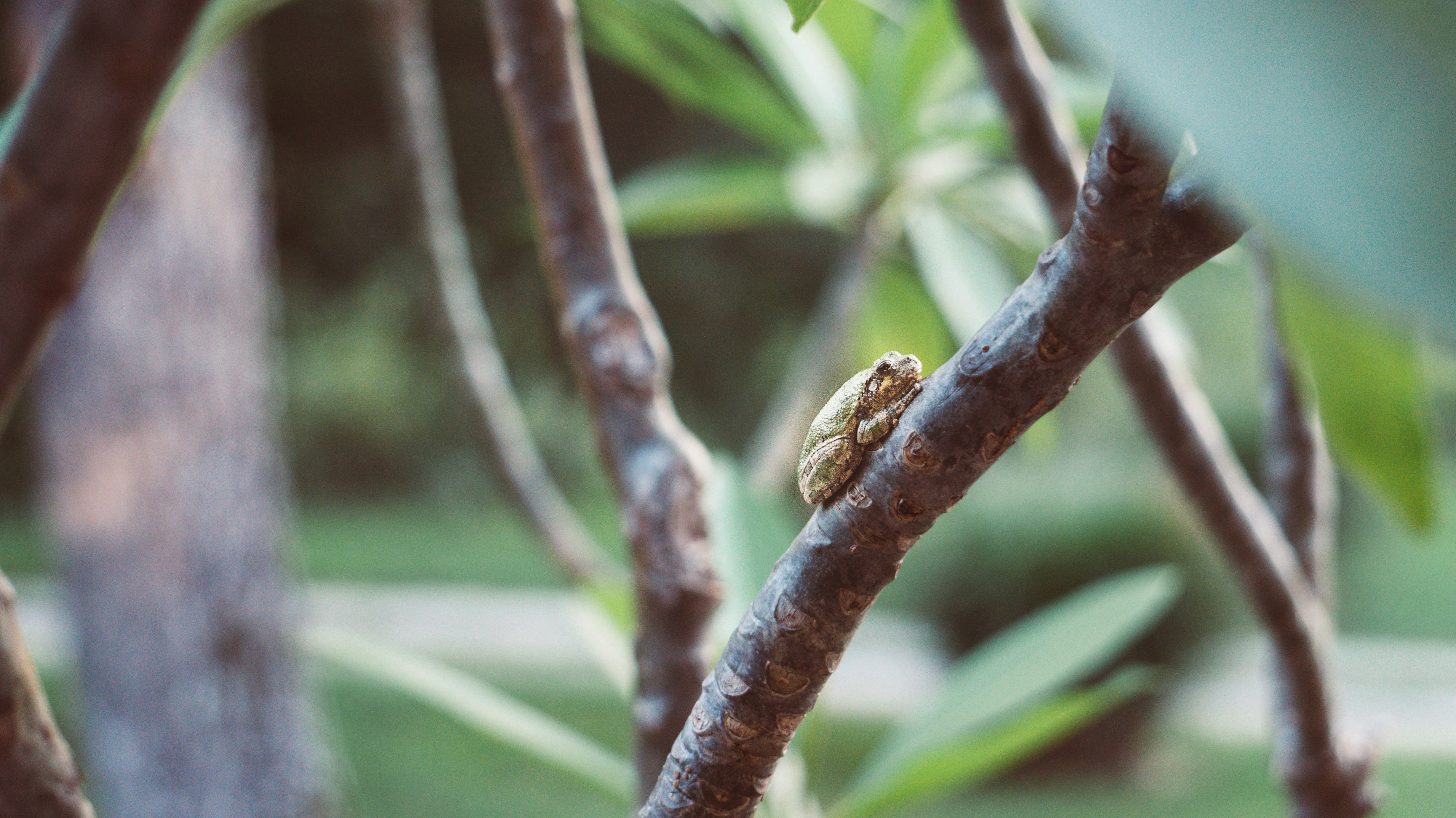 Close-up photograph of a snail perched on a textured branch with blurred garden greenery in the background.