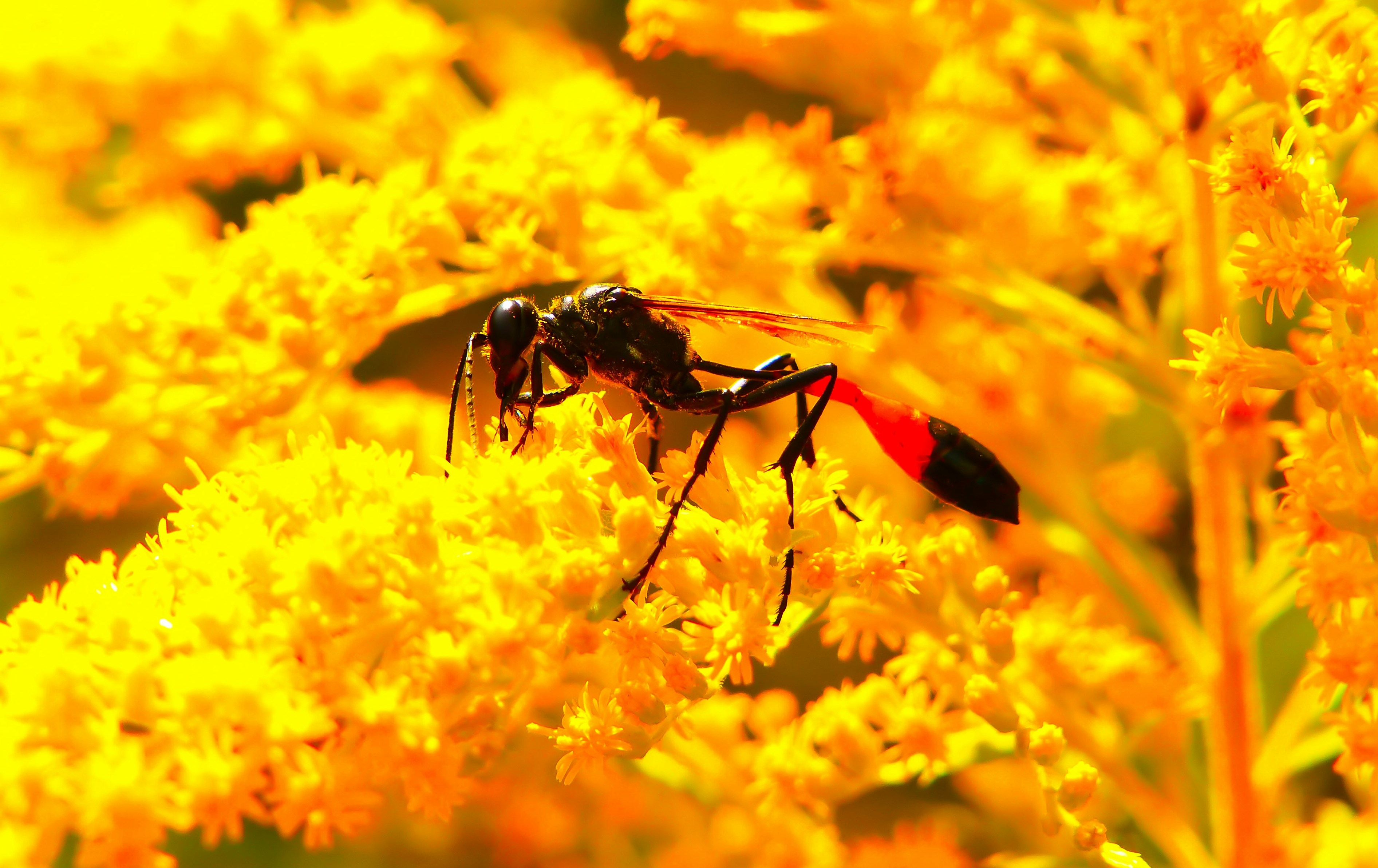 Black and red bee photo – Free Plant Image on Unsplash