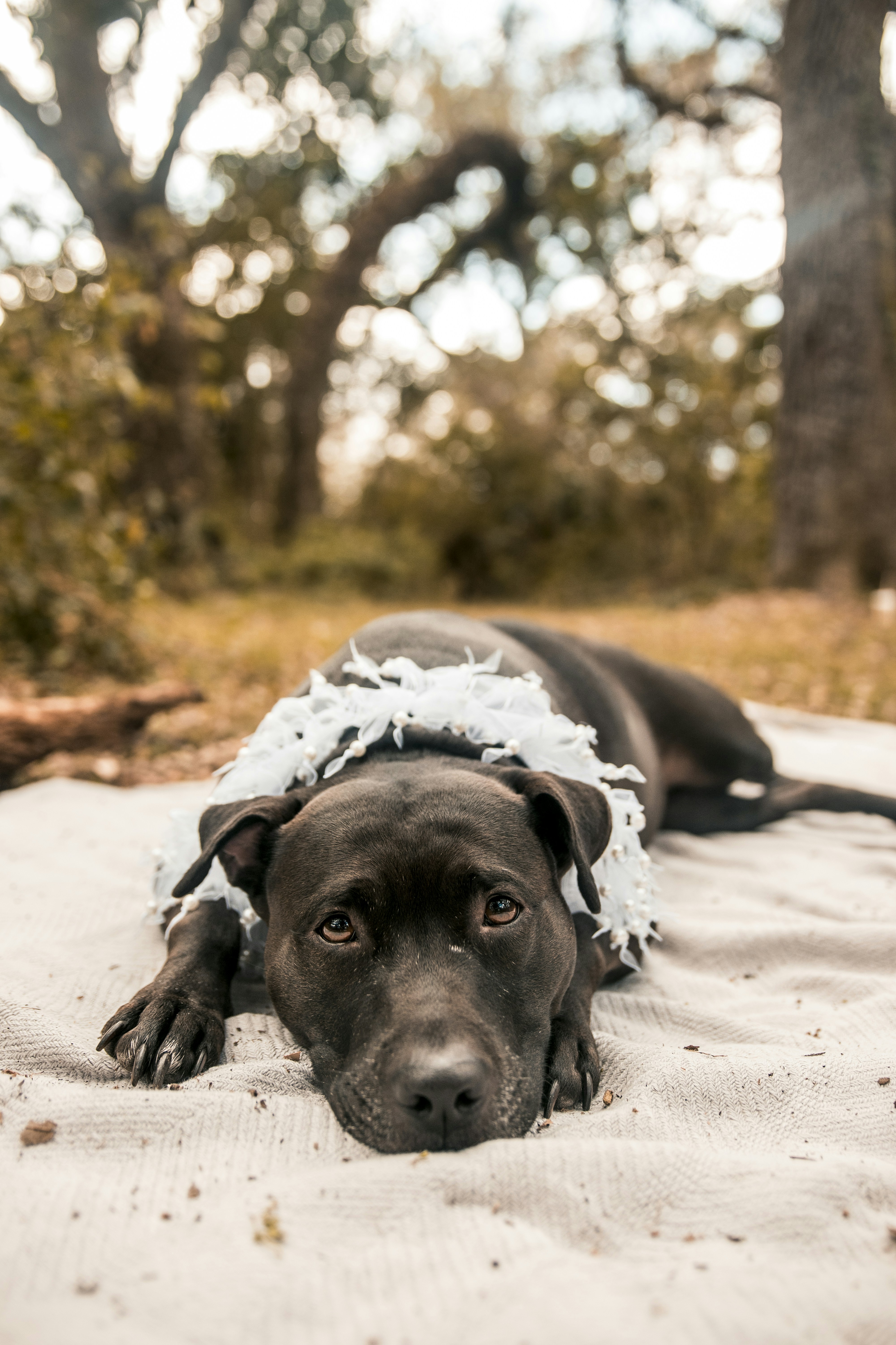 Portrait of a Relaxed Dog in a Fall-flecked Forest