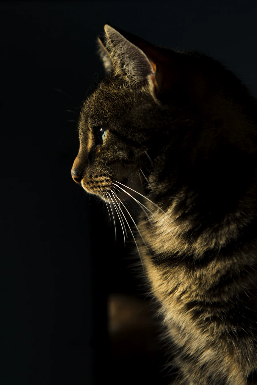 A tabby cat in side profile emerges from a black background, lit by warm directional light that highlights its eye, whiskers, and striped fur.