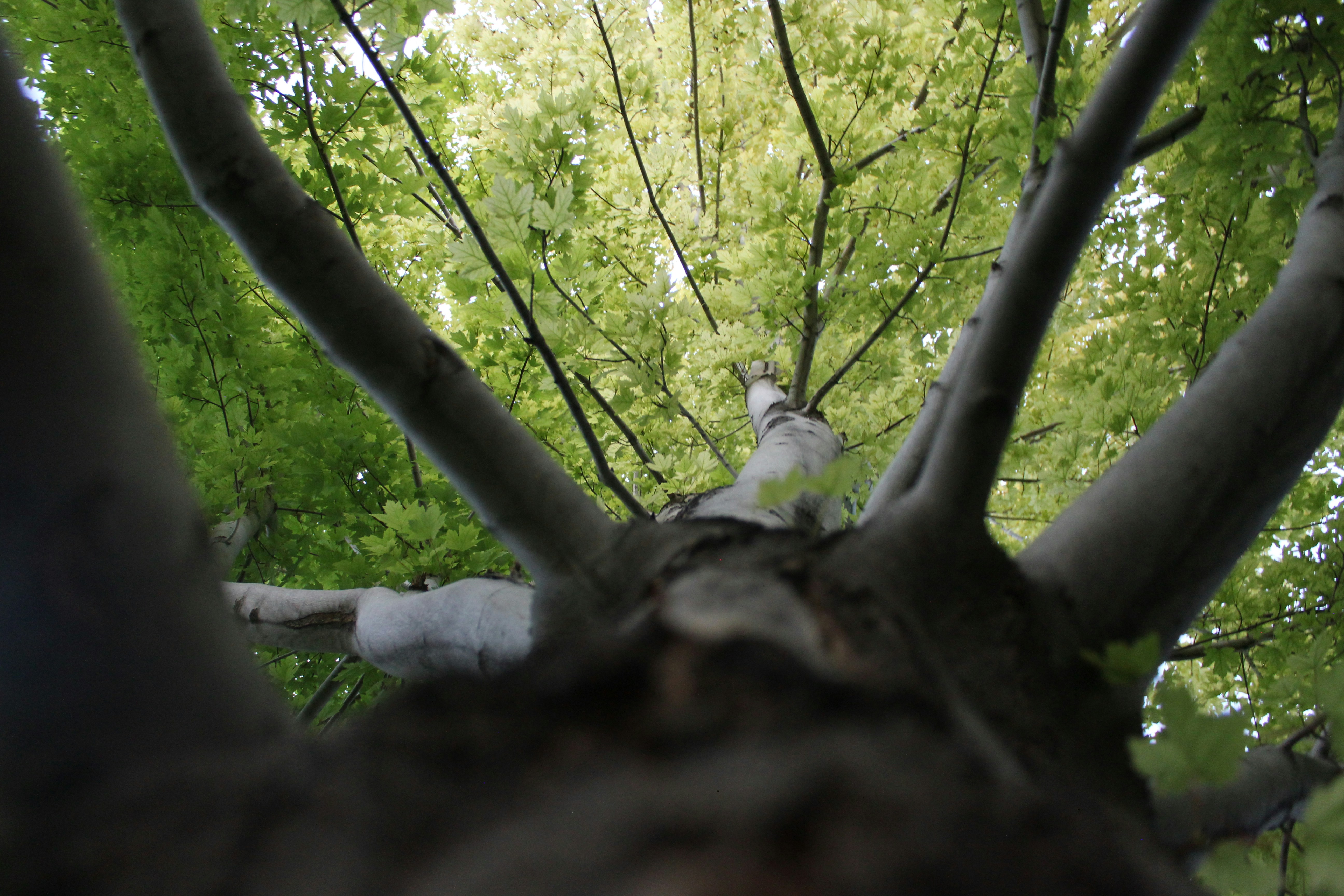 As a kid, we had a tree in our backyard similar to this one. I played in that tree for hours on end in the summer. When we moved when I was nine, I was sad to leave it behind, only to find a similar to one in our new home!
