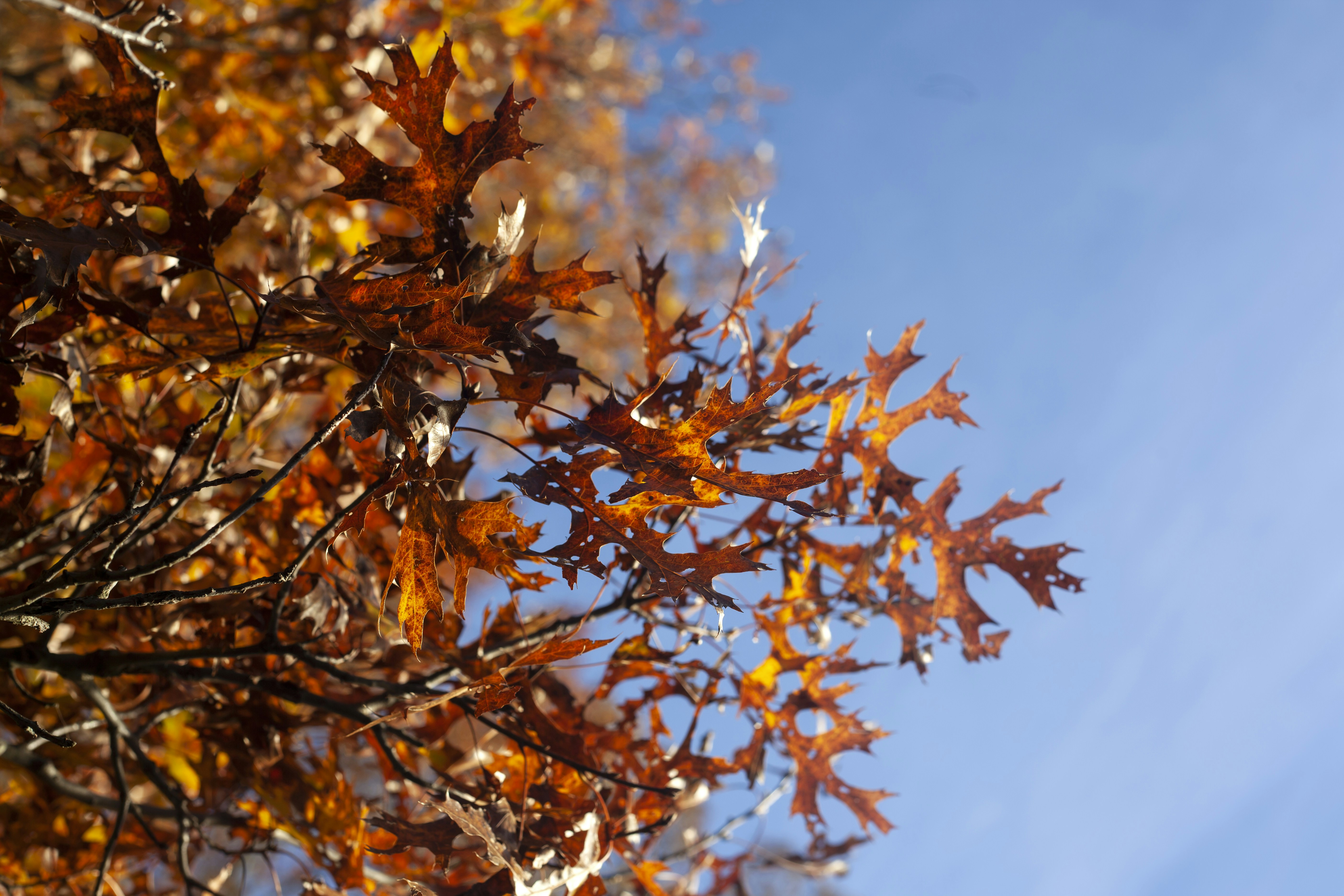 Golden and orange leaves against a clear blue sky, illuminated by sunlight.