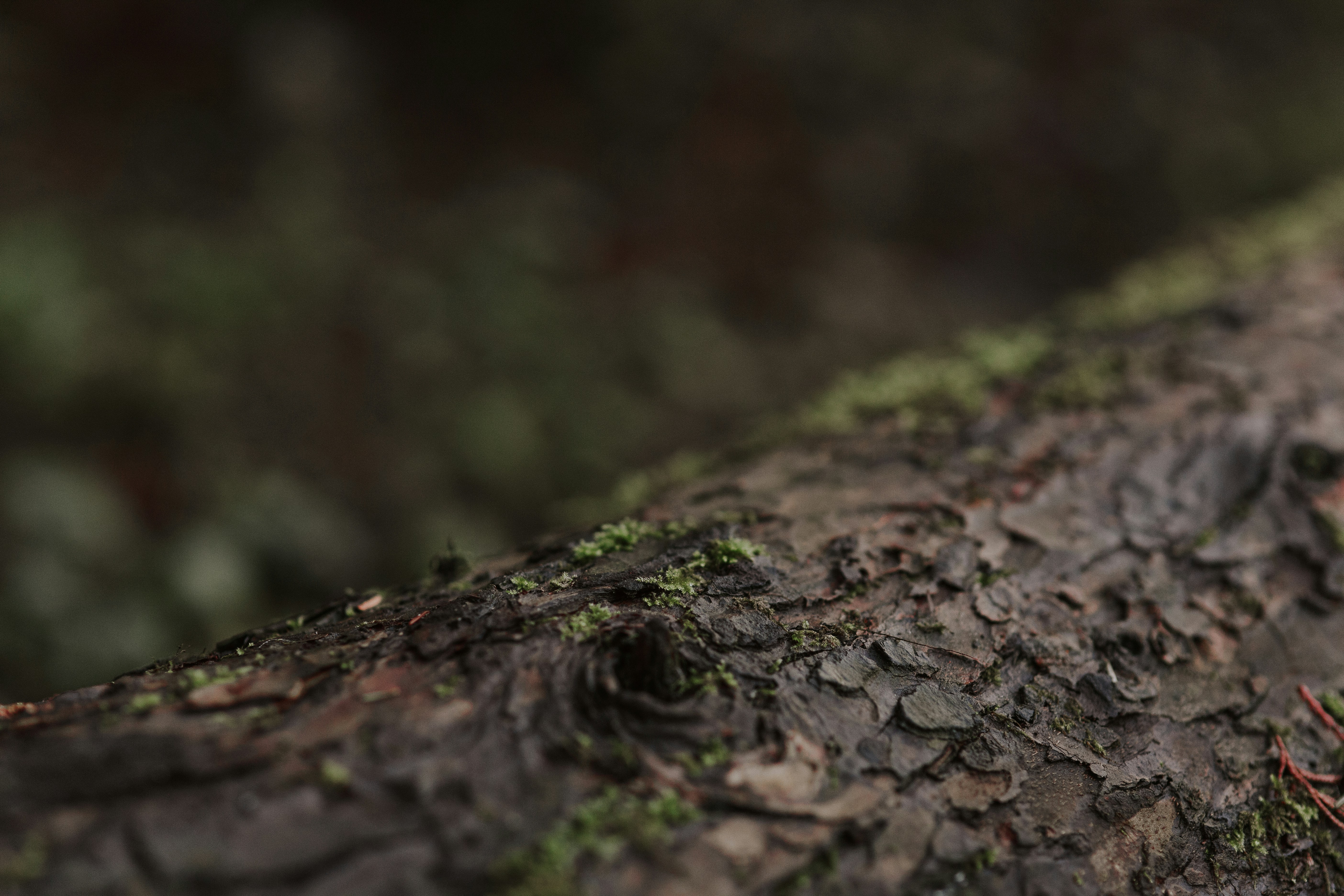 Brown tree trunk photo – Free Tree Image on Unsplash