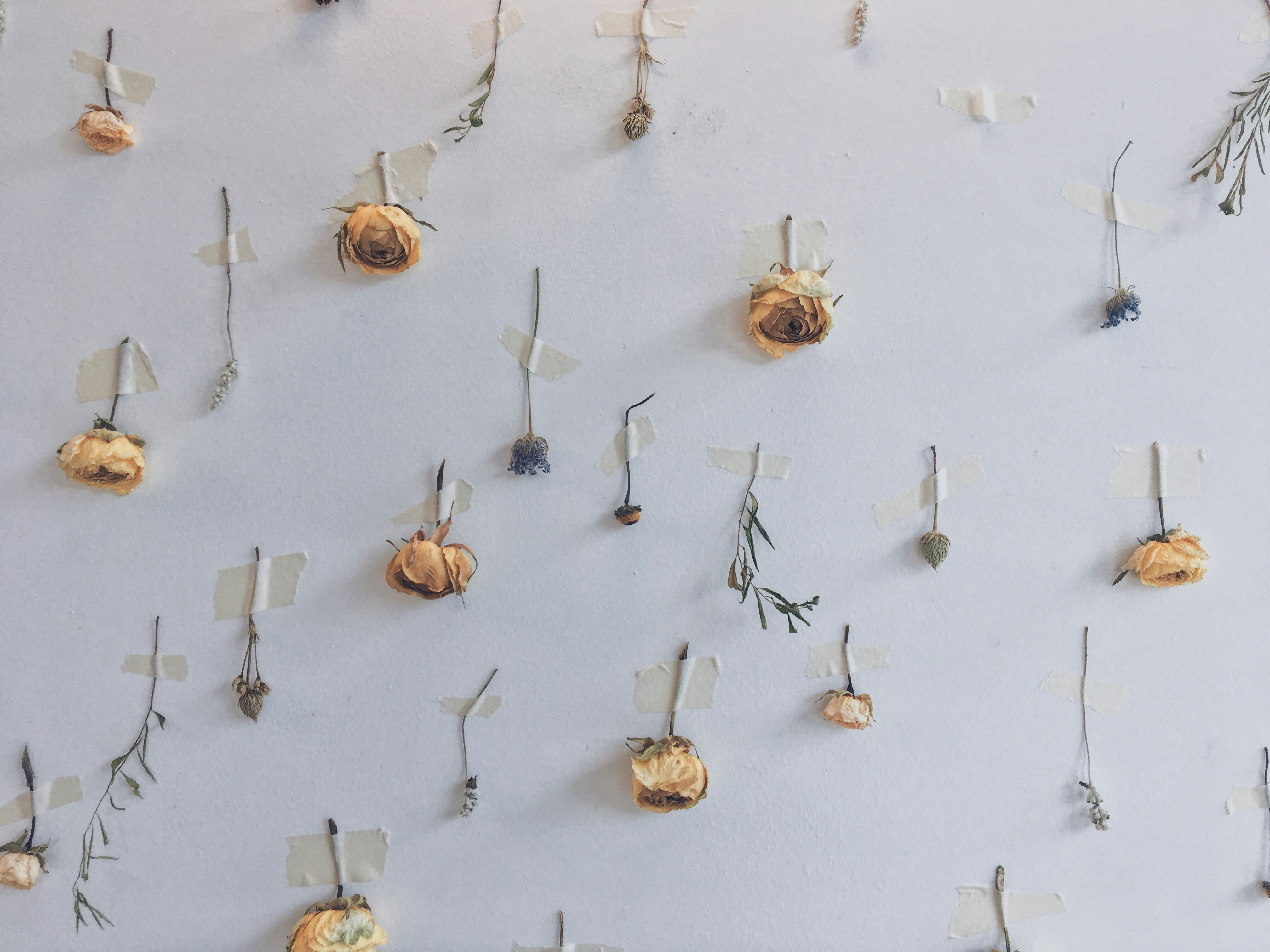 Dried Roselets on a Pale Grid of Tape