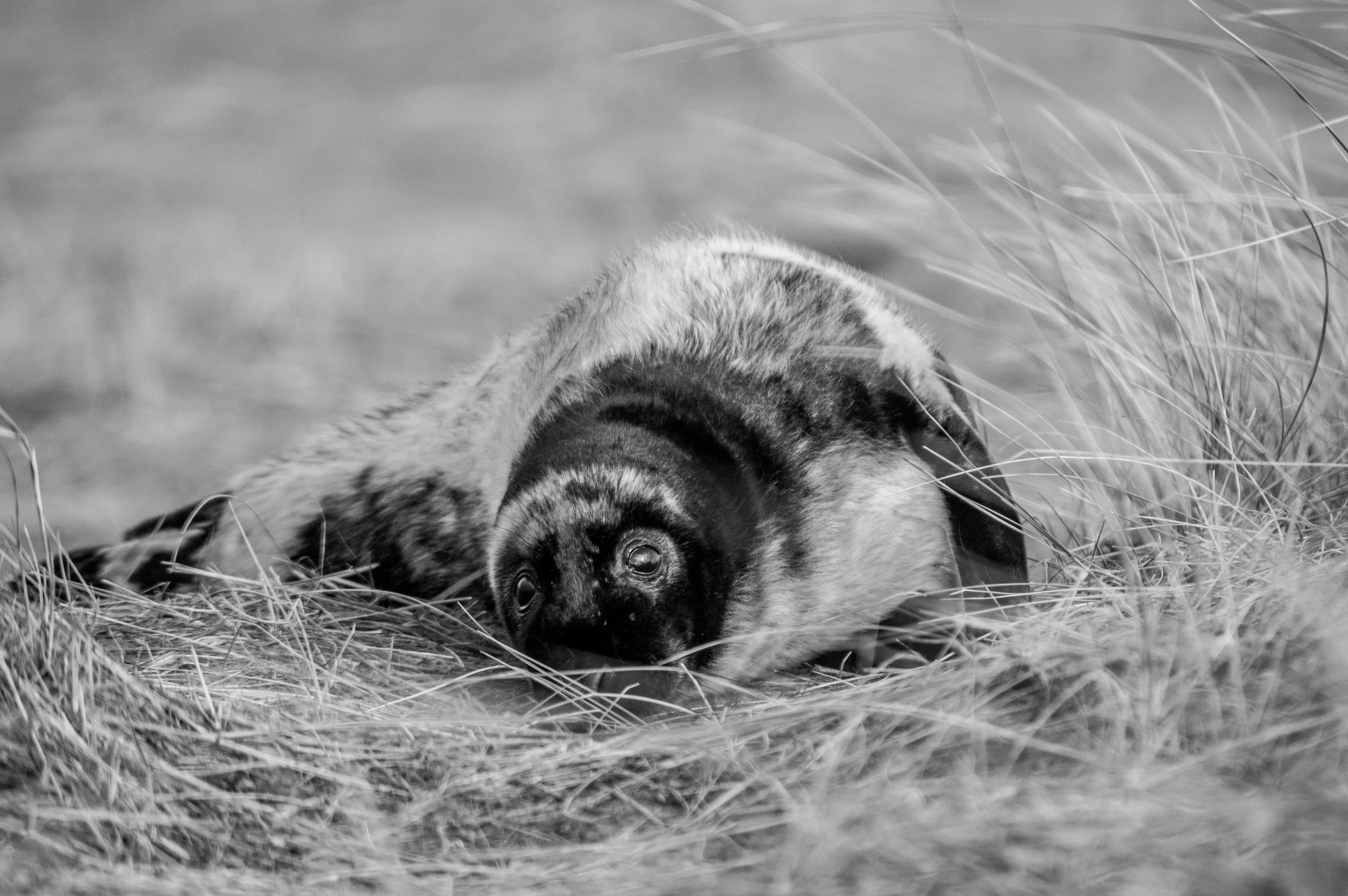 Grayscale photo of animal on grass photo – Free Grey Image on Unsplash