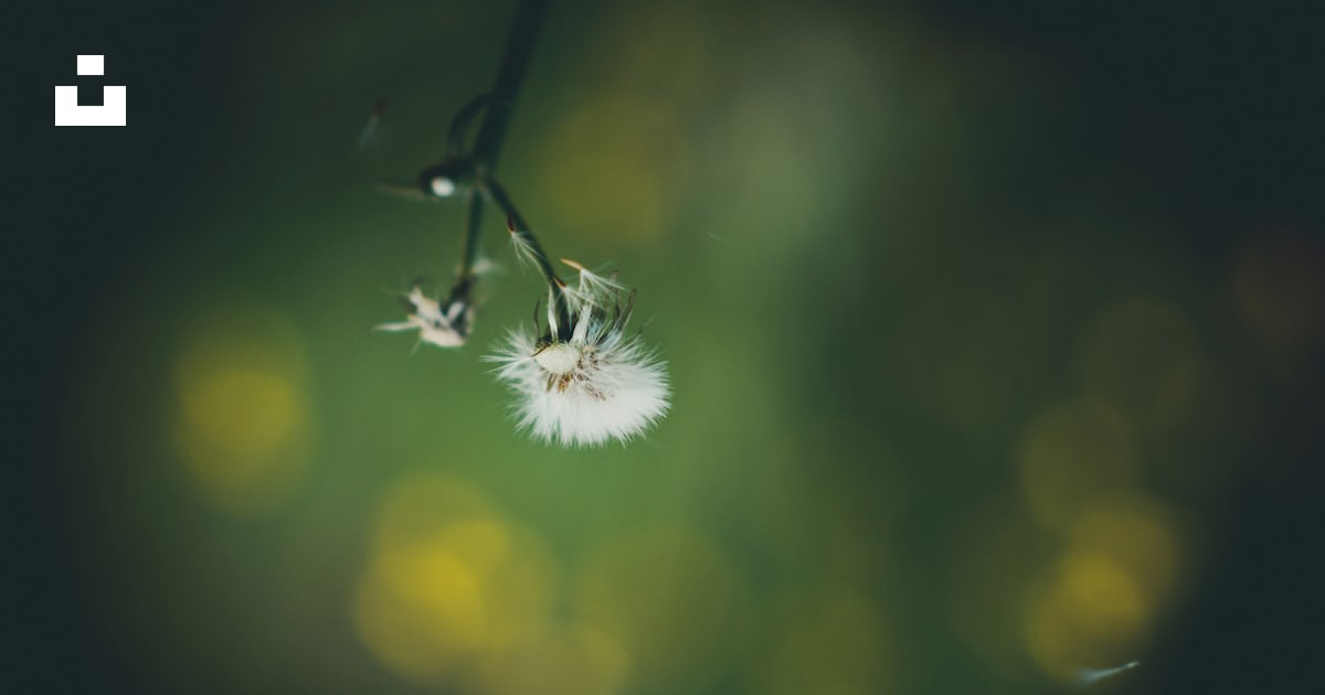 Bokeh 사진에 있는 백색 꽃 씨 머리 사진 Unsplash의 무료 벽지 이미지