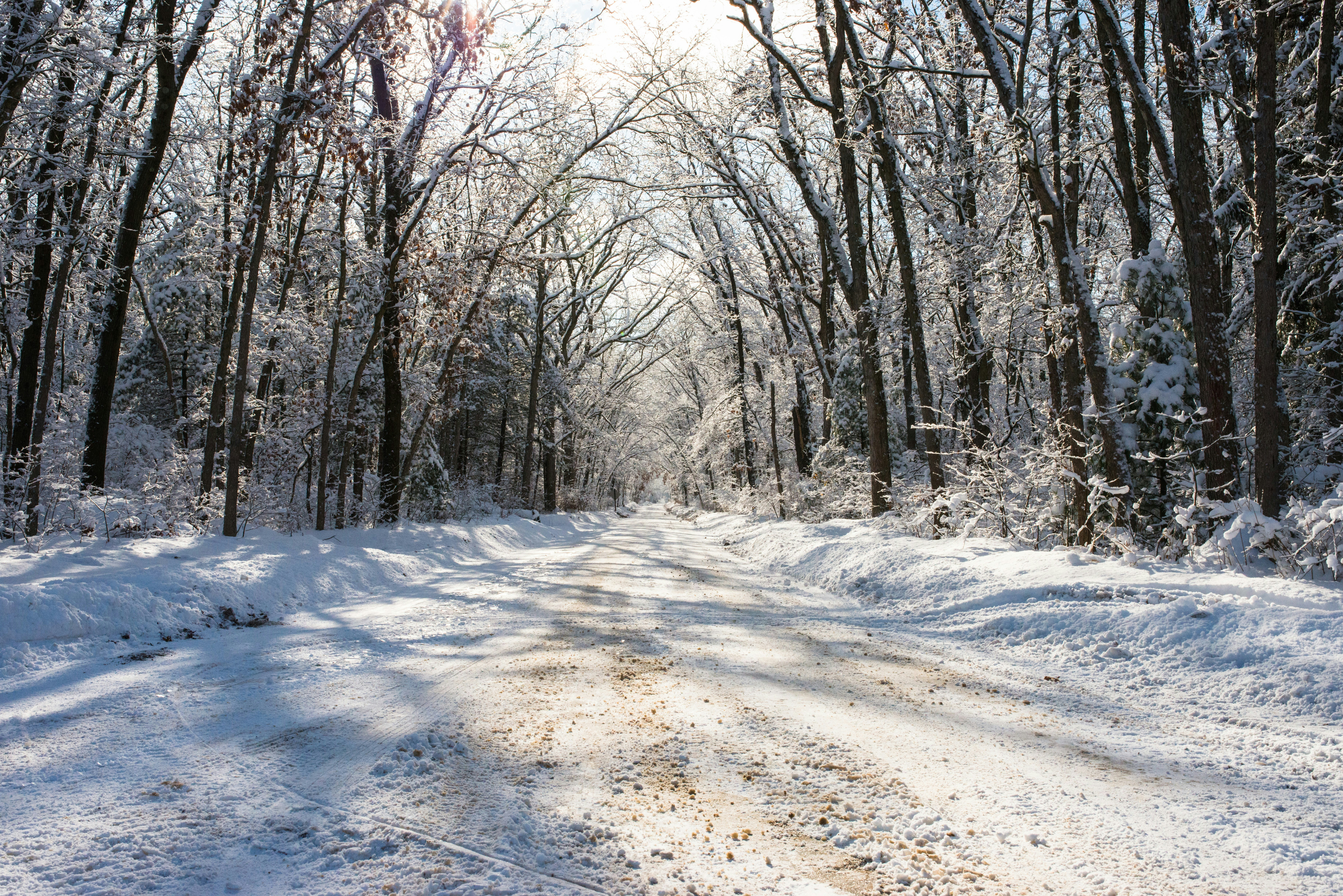 Snowfield in between trees during daytime photo – Free Grey Image on ...