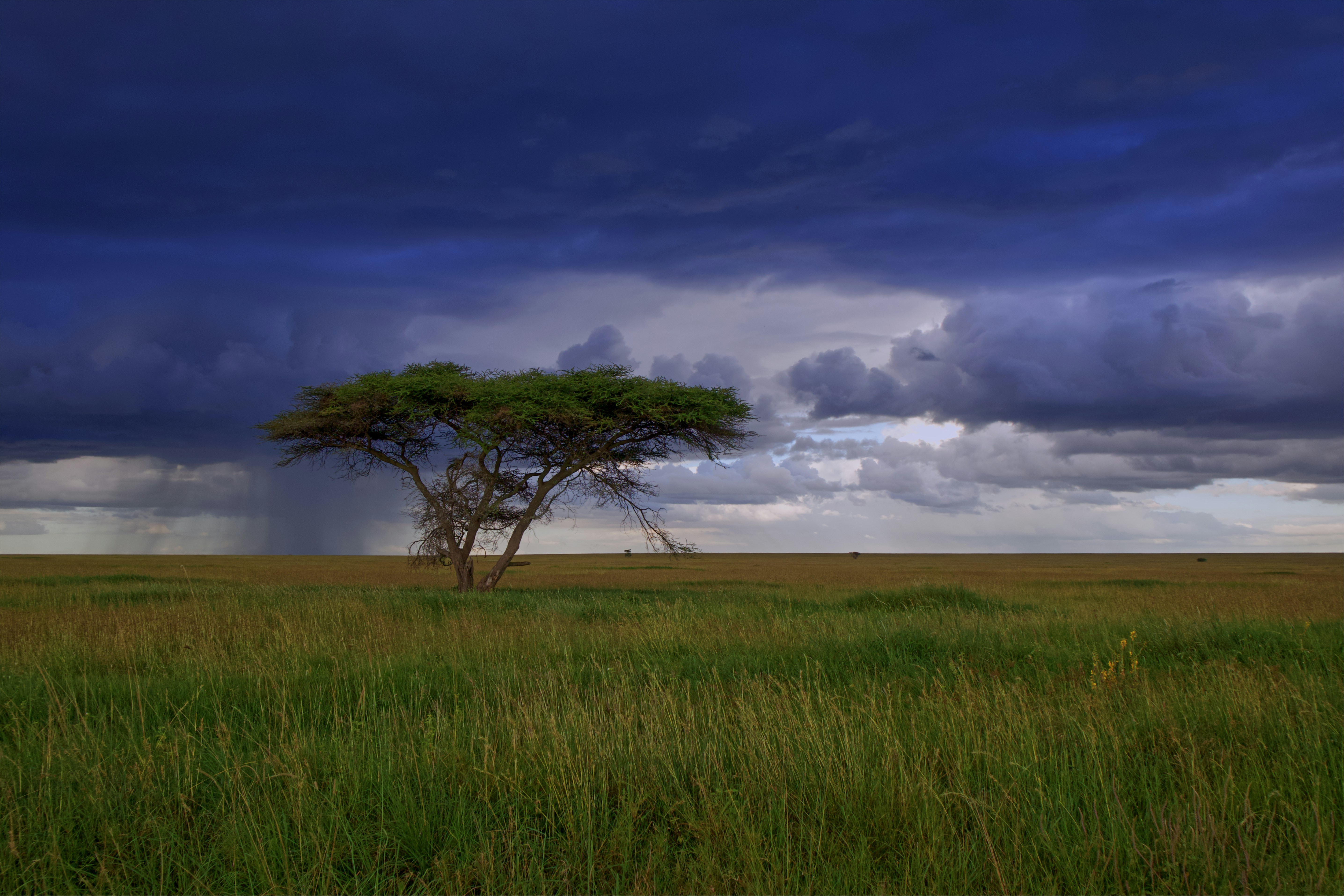 A lone acacia tree stands amidst a vast grassland, framed by an ominous sky filled with dark clouds and hints of rain in the distance.