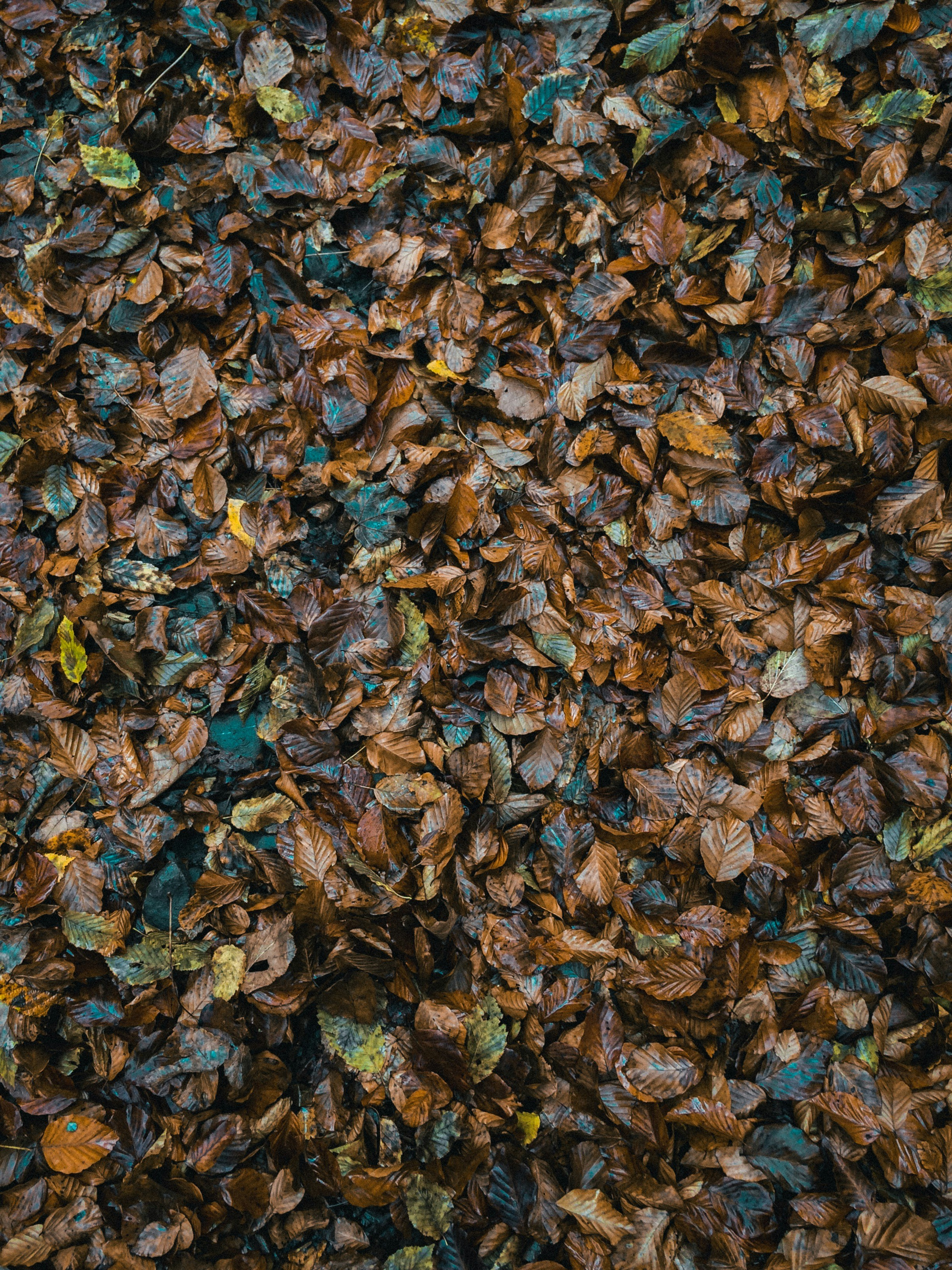 aerial view photography of brown leaves