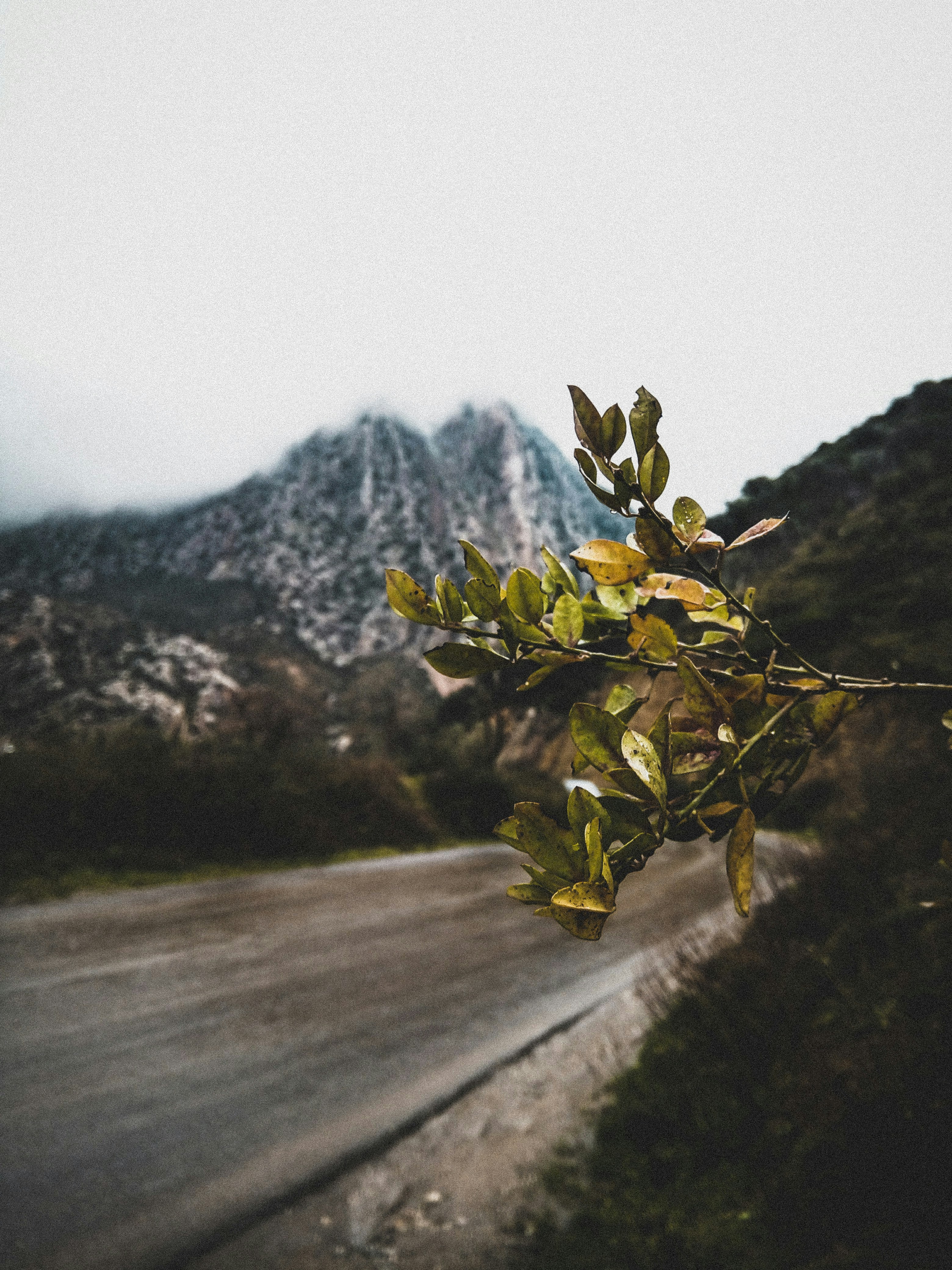 Branching toward the Road: A Close-Up on Change