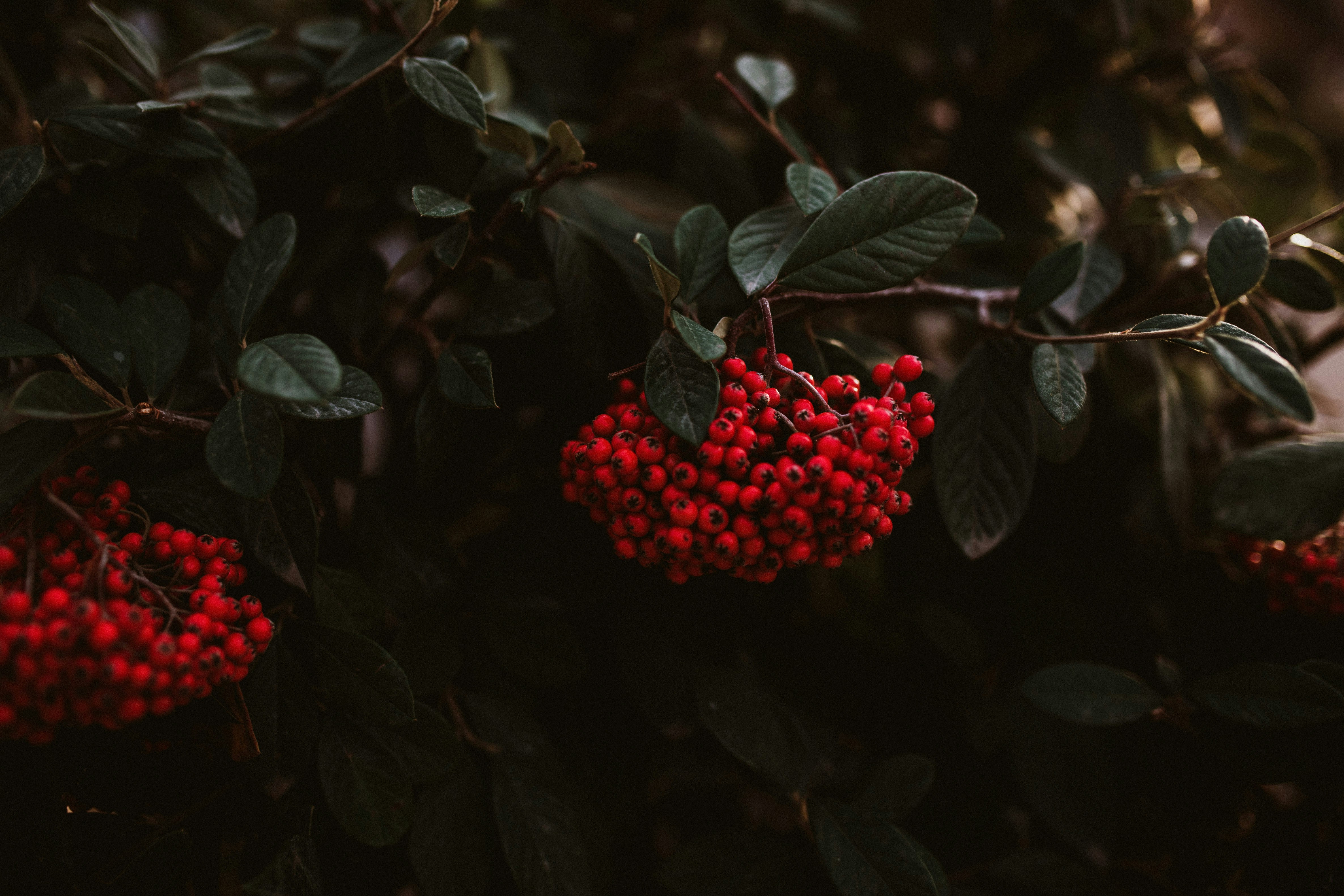 Red Green Pictures | Download Free Images on Unsplash