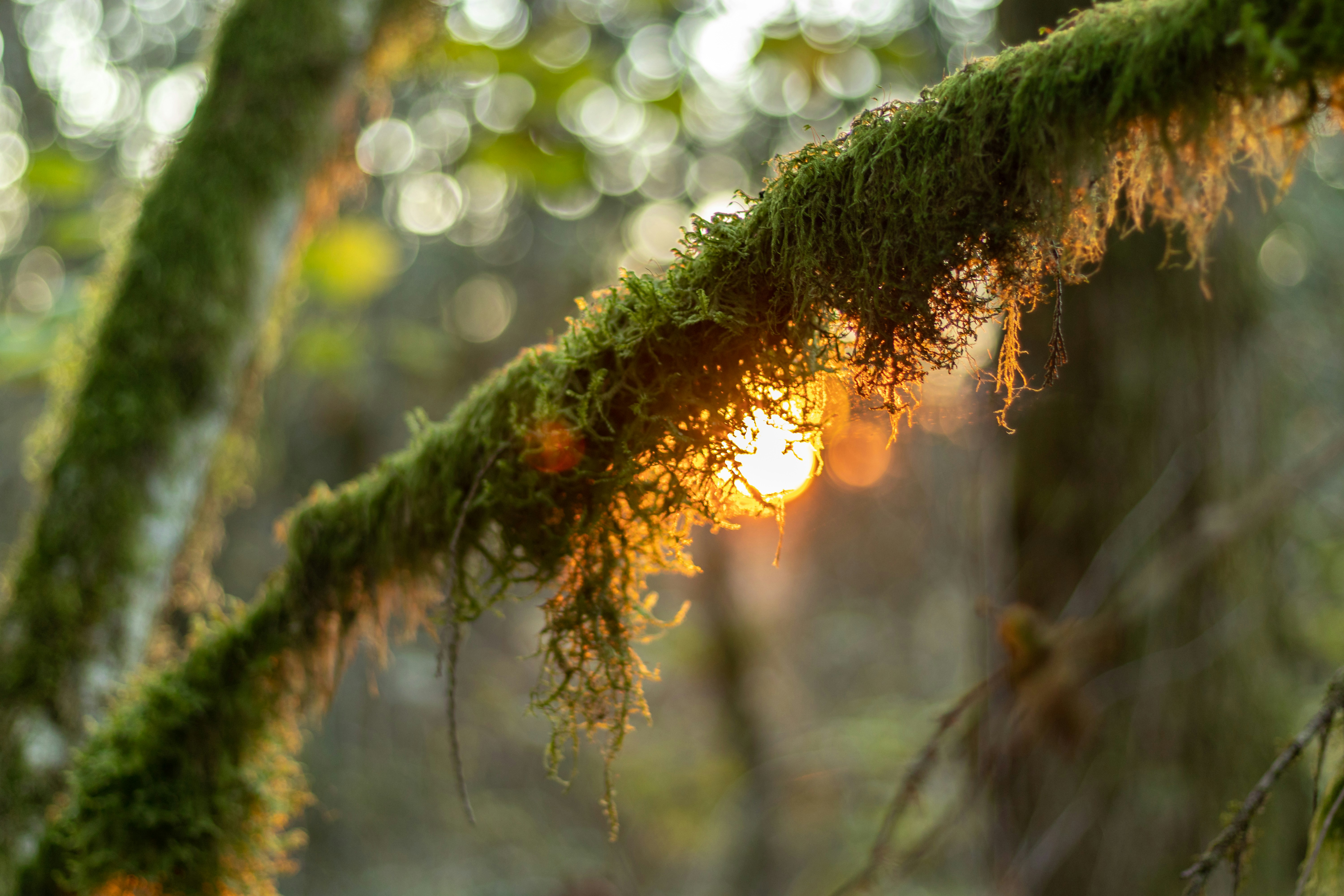 Sunlit Moss Ribbon in a Quiet Forest Glade