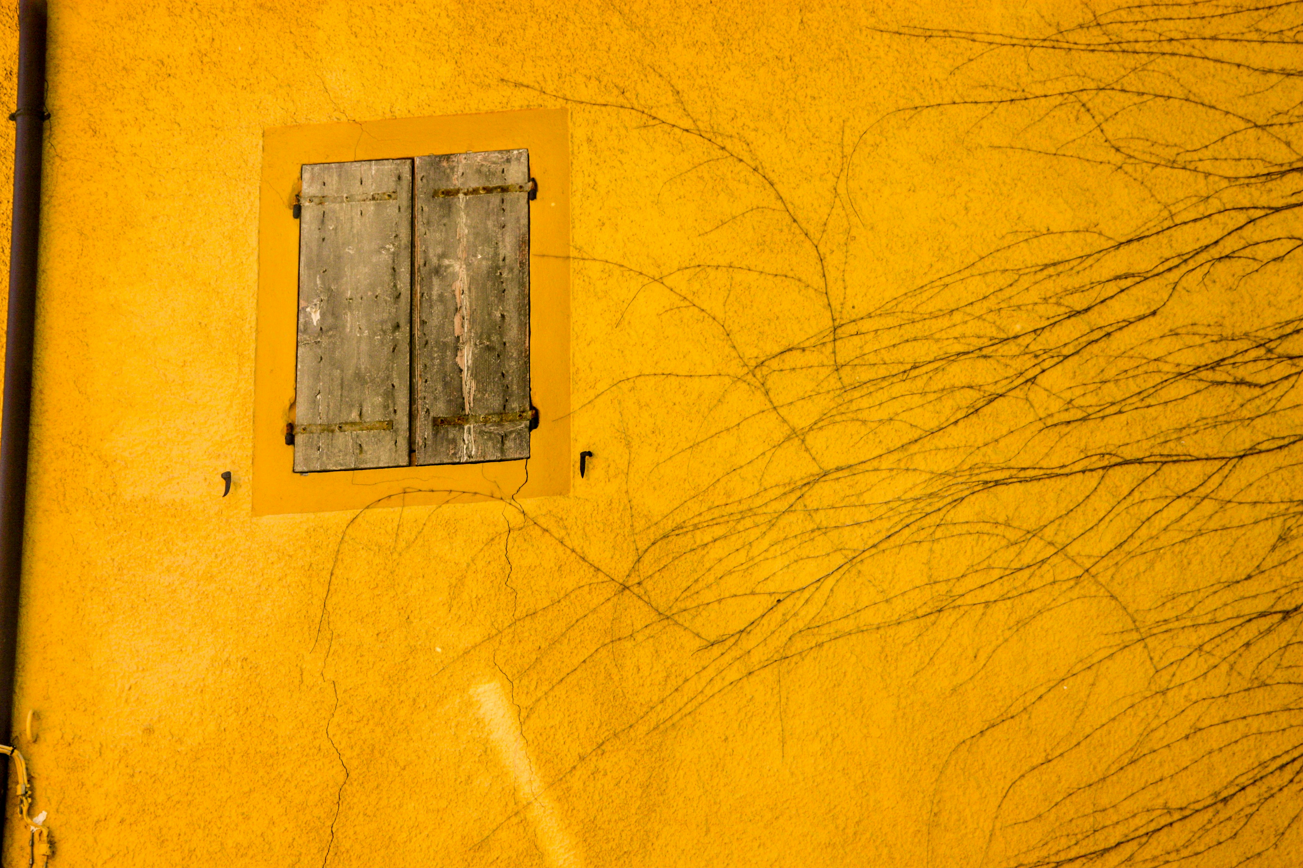 Ochre Facade: Weathered Shutter Under Vein-Like Vine Shadows